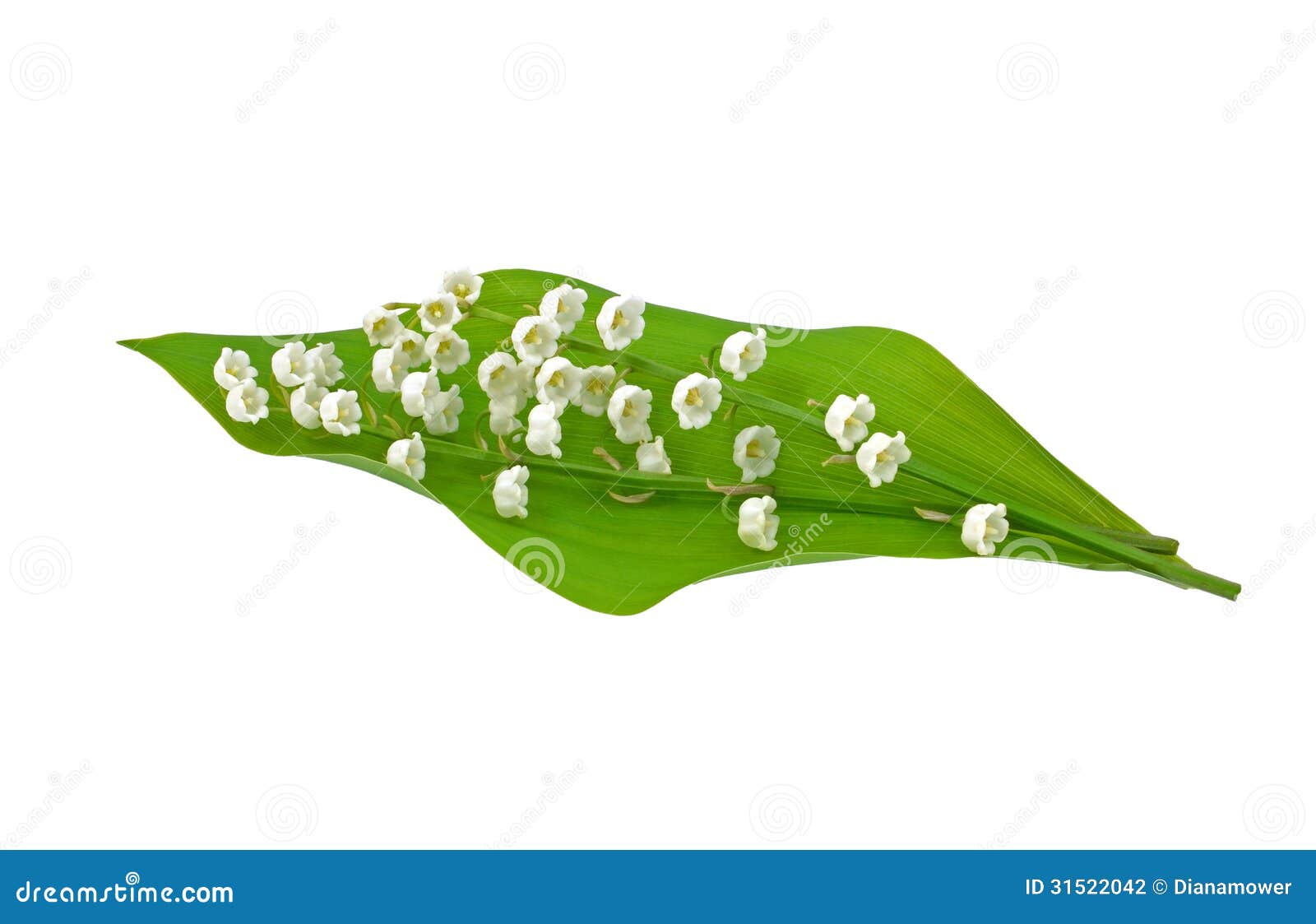 Lily flower on Leaf stock photo. Image of green, present - 31522042