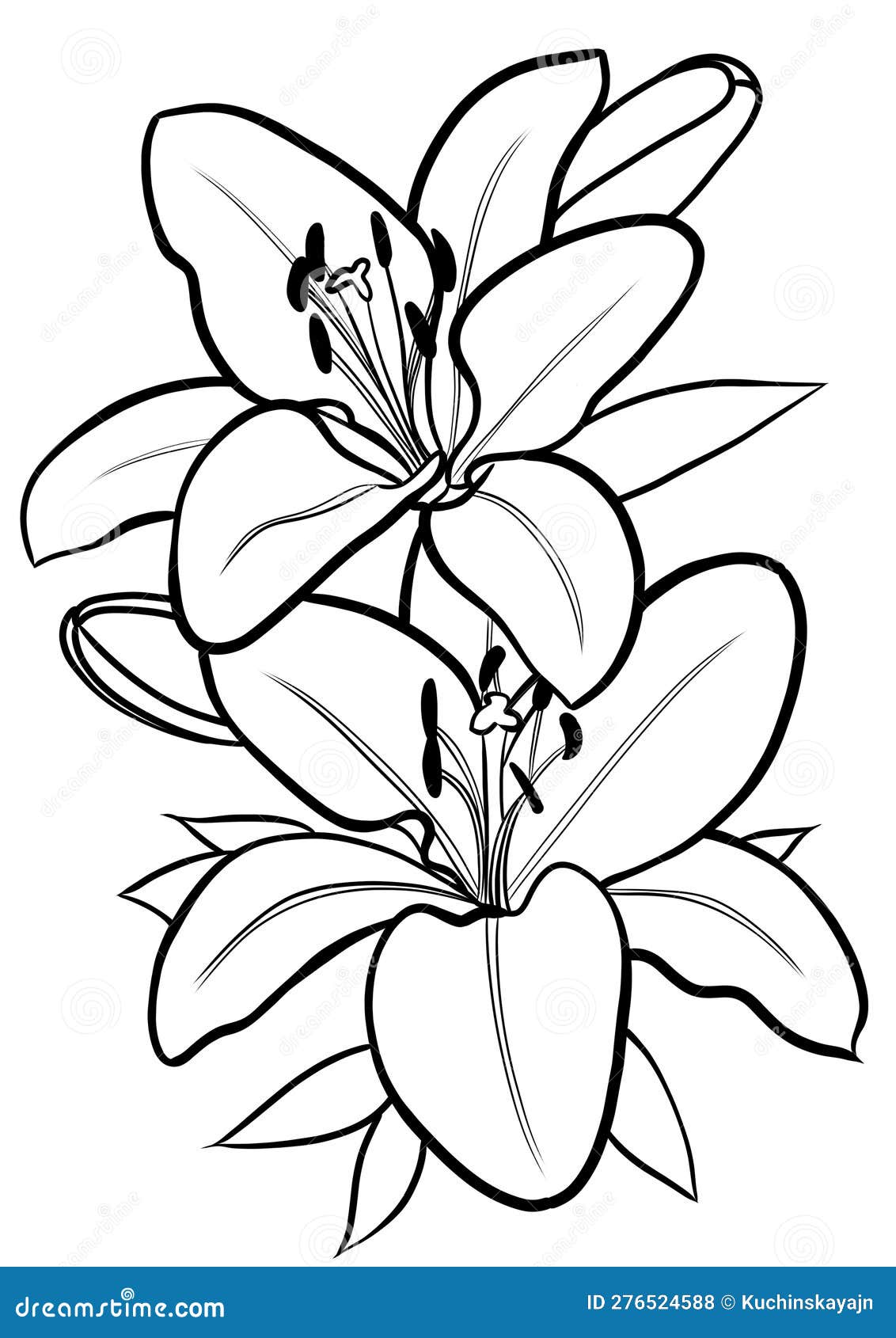 Lily Flower, Line Drawing, Design Element Stock Photo - Illustration of ...