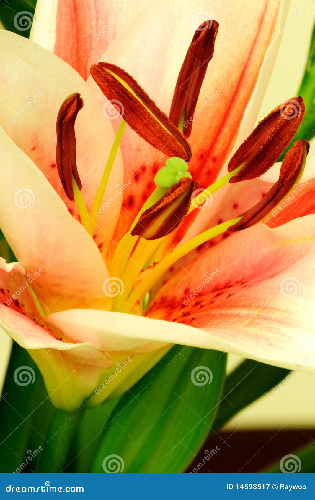 Lily flower macro stock image. Image of florist, copy - 14598517