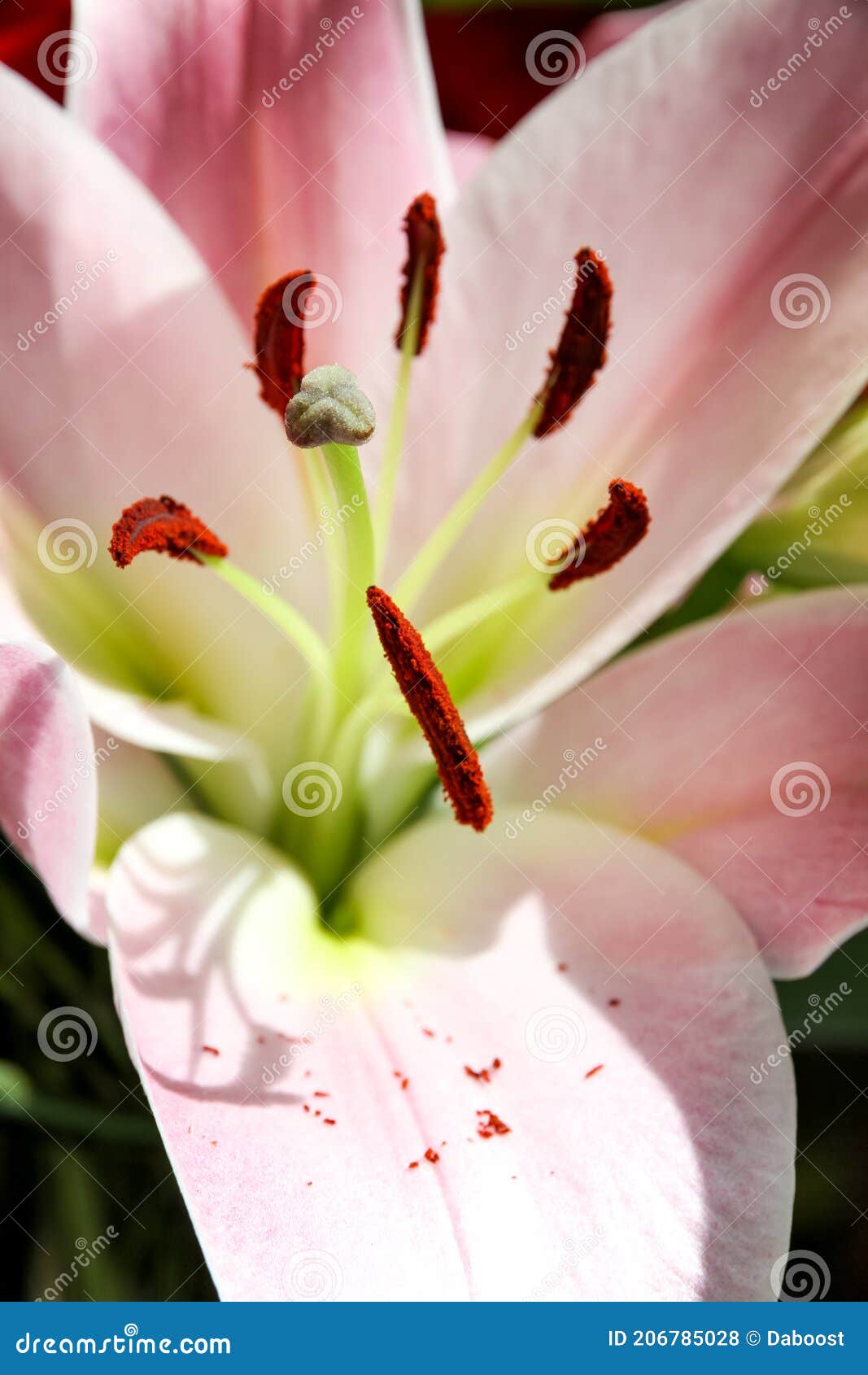 Lily flower macro view stock photo. Image of pistil - 206785028