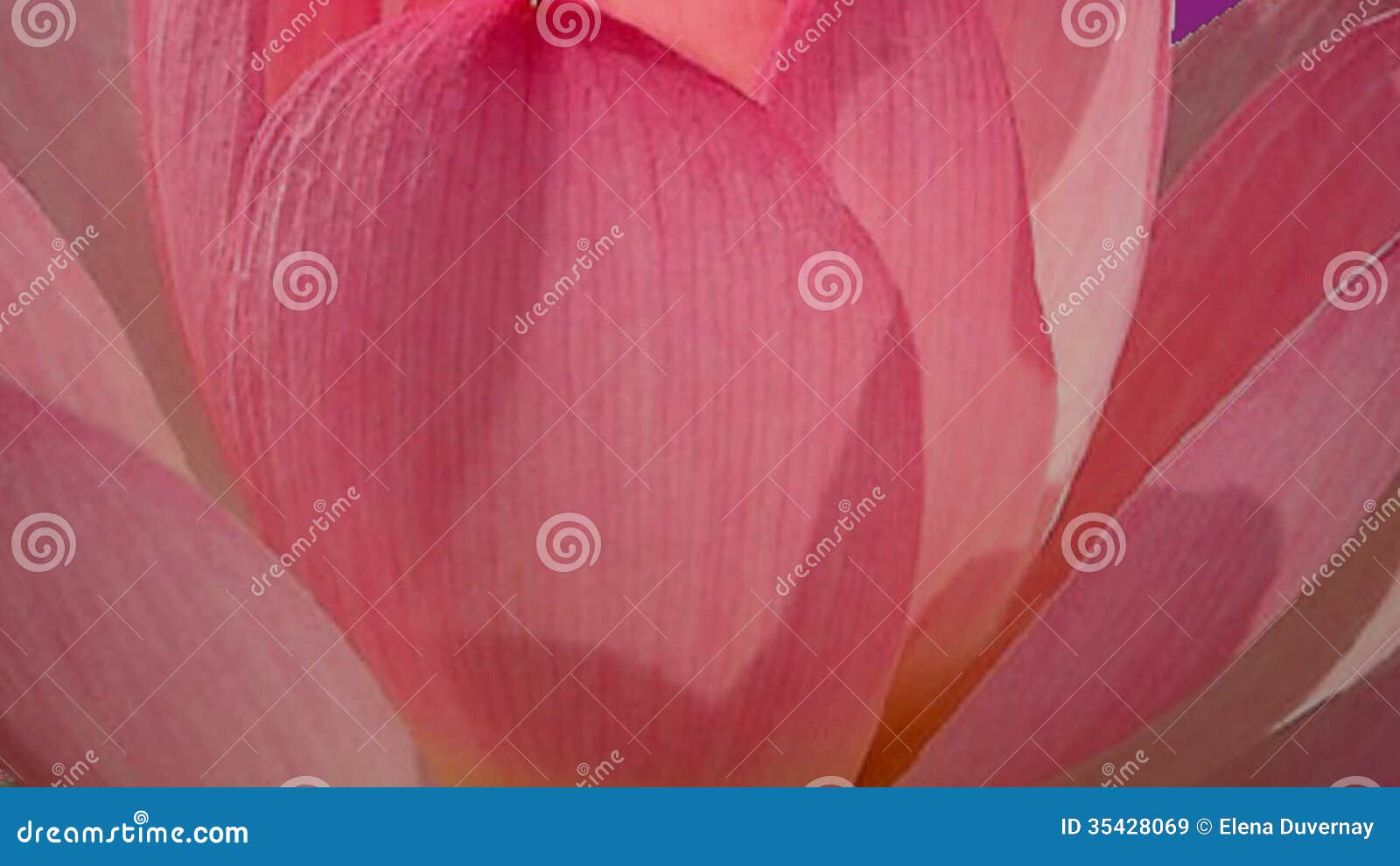 Lily Flower and Moonlight - 3D Render Stock Video - Video of lotus ...