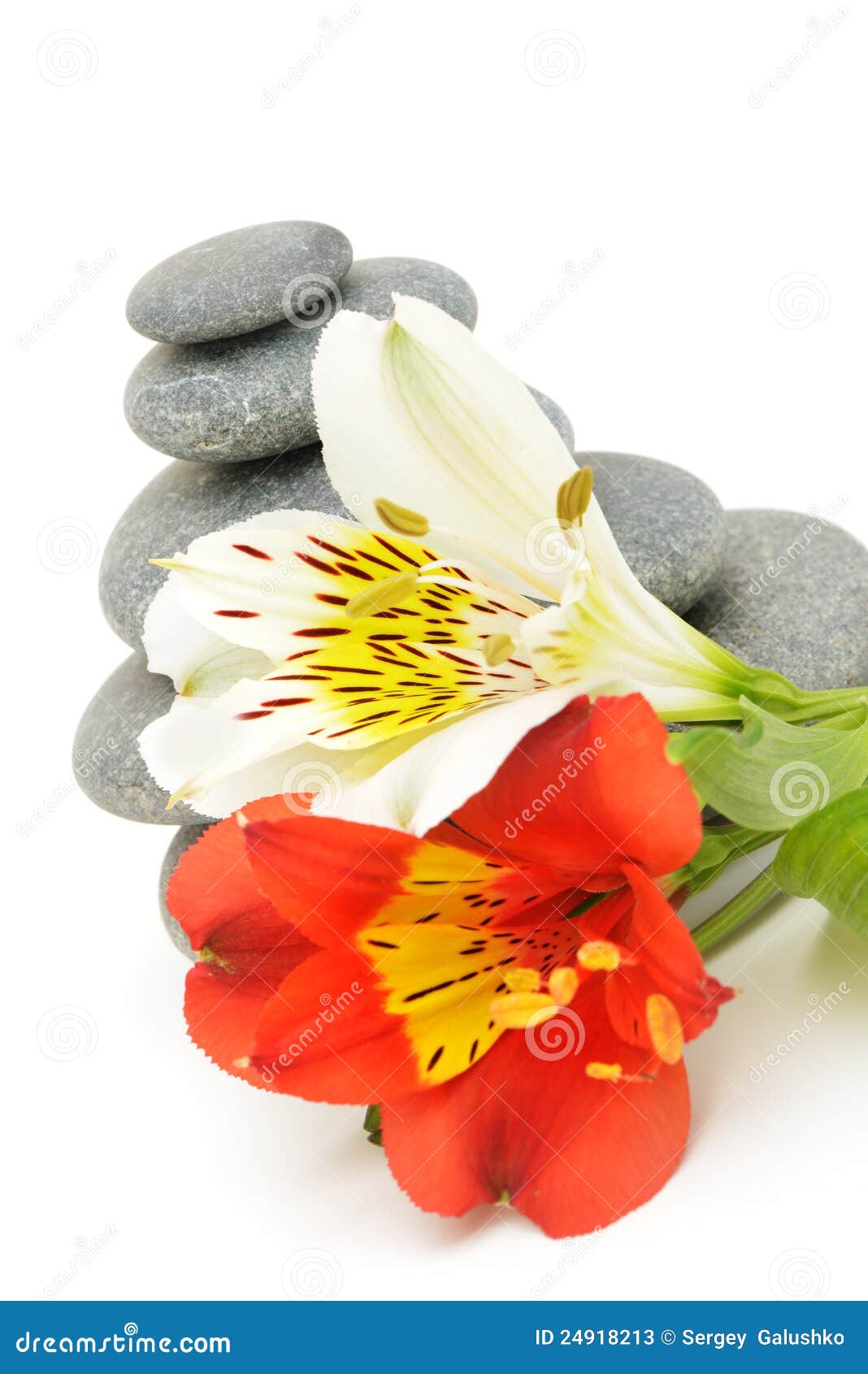 Lily flower and pebble. stock image. Image of healthy - 24918213