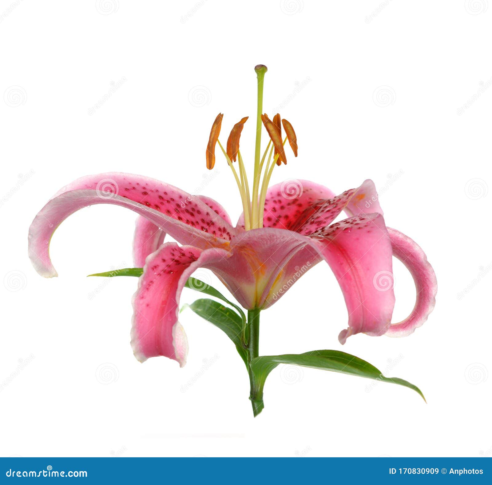 Lily flower stock image. Image of pink, floral, plant - 170830909