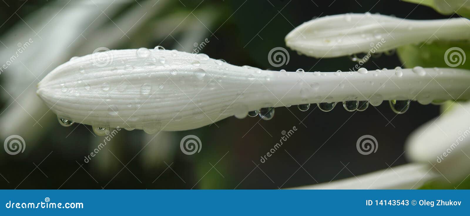 Lily Flower Sprinkled with Water Stock Image - Image of panorama, white ...