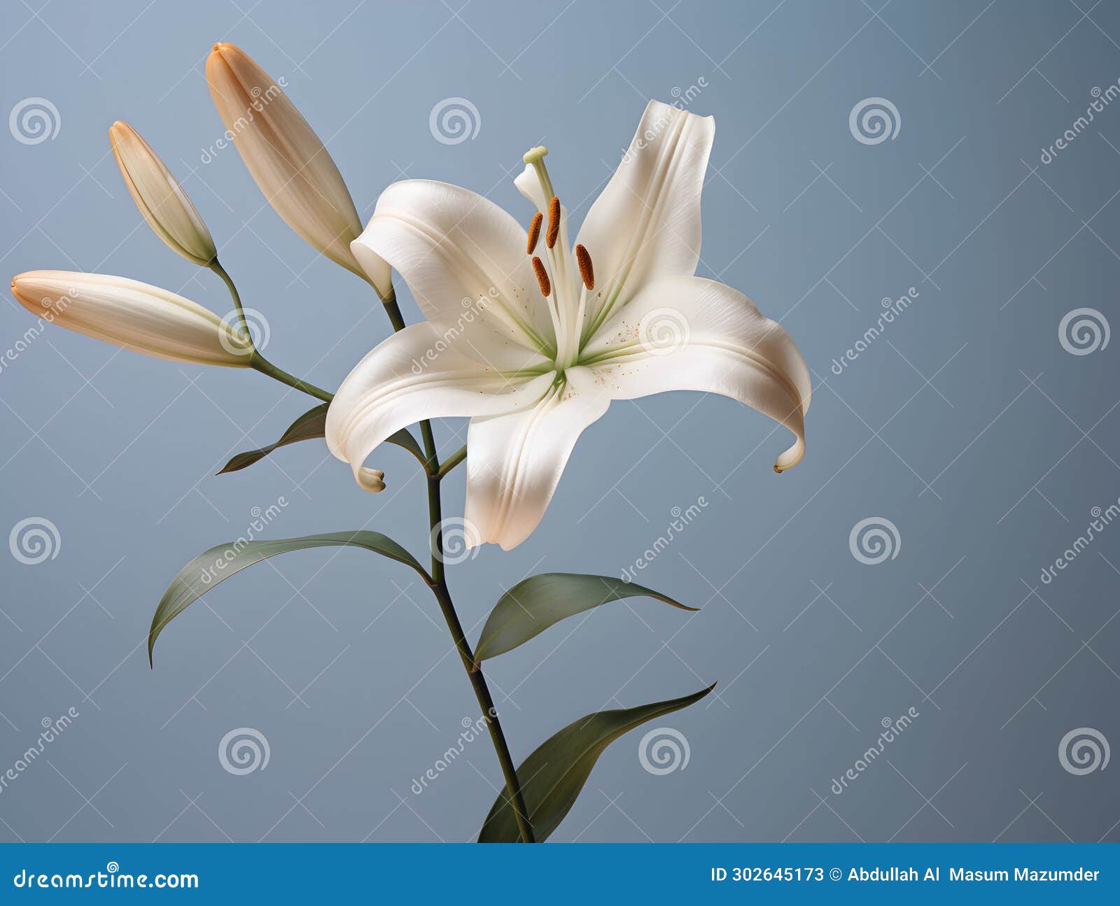 Lily Flower in Studio Background, Single Lily Flower, Beautiful Flower ...