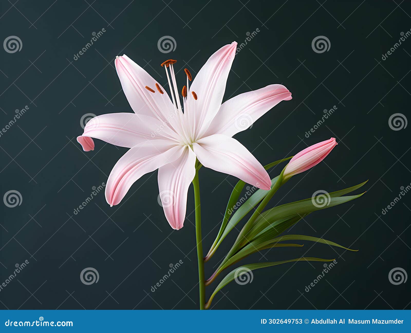 Lily Flower in Studio Background, Single Lily Flower, Beautiful Flower ...