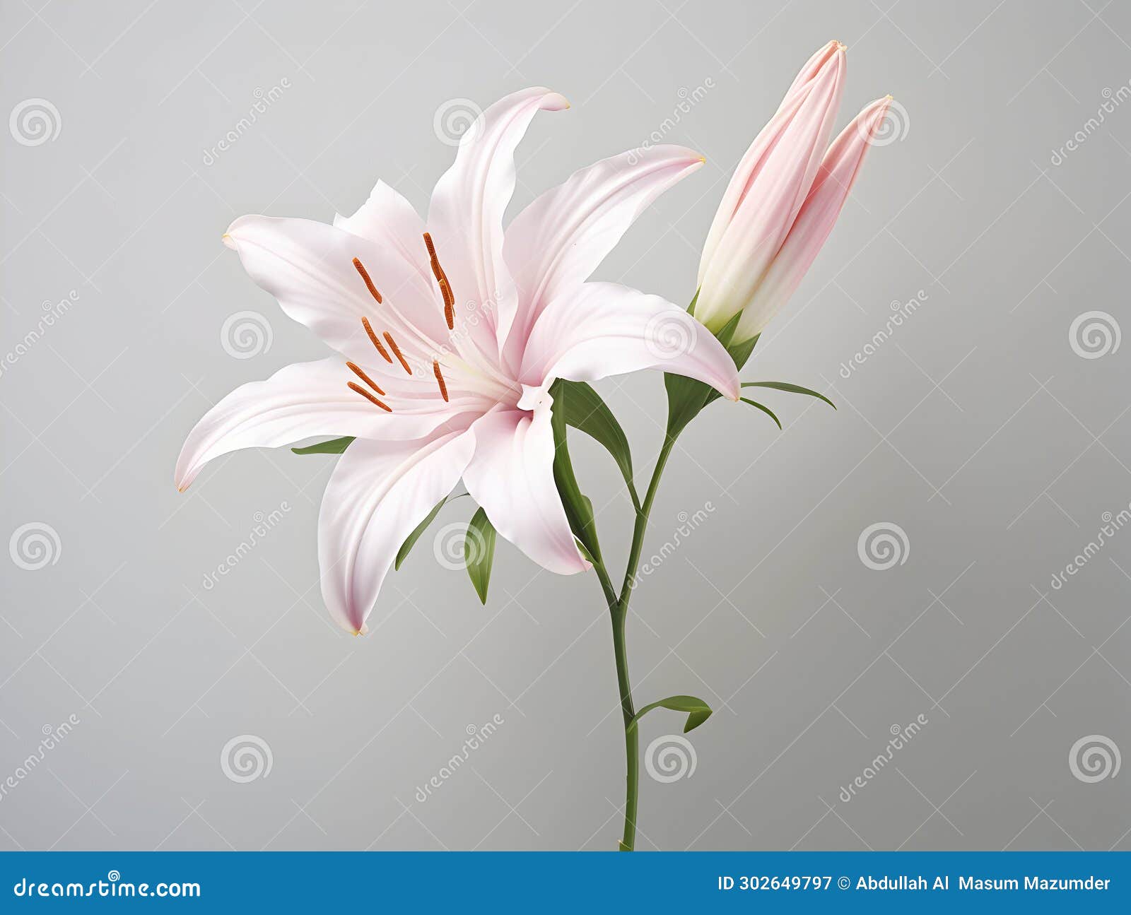 Lily Flower in Studio Background, Single Lily Flower, Beautiful Flower ...