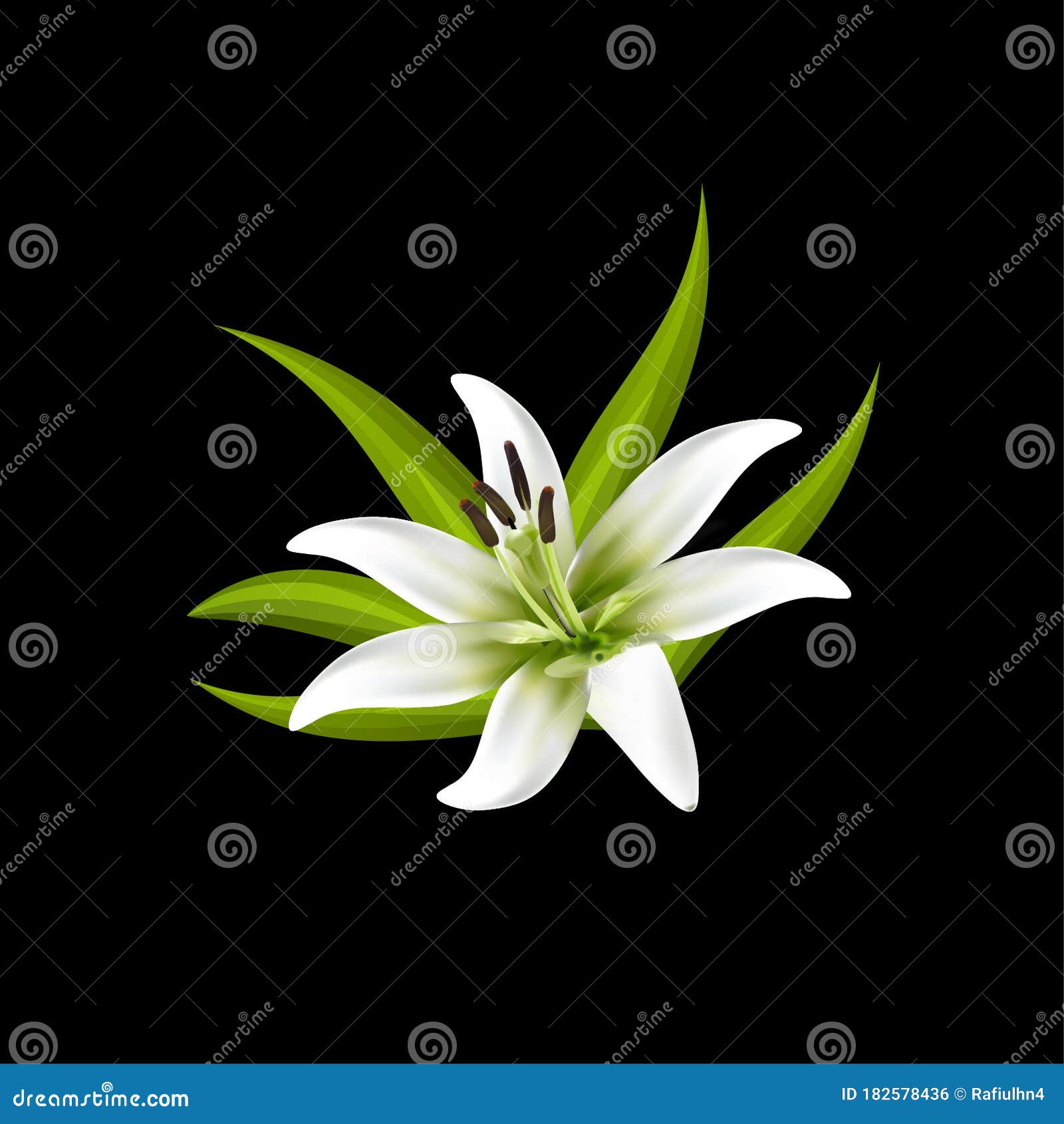 Lily Flower Vector stock vector. Illustration of bloom - 182578436