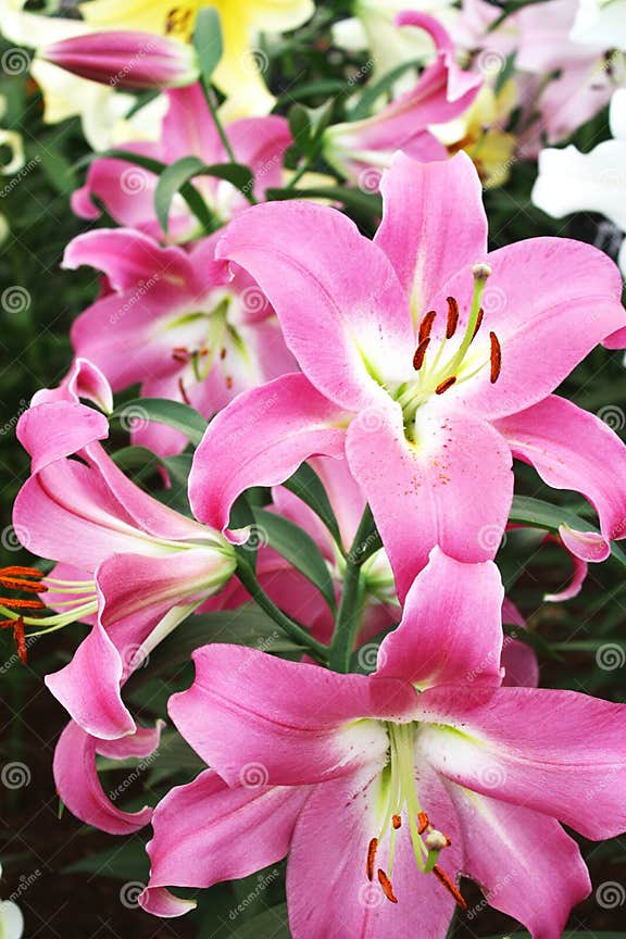 Lily flowers stock image. Image of flowers, outdoor, bloom - 15584175