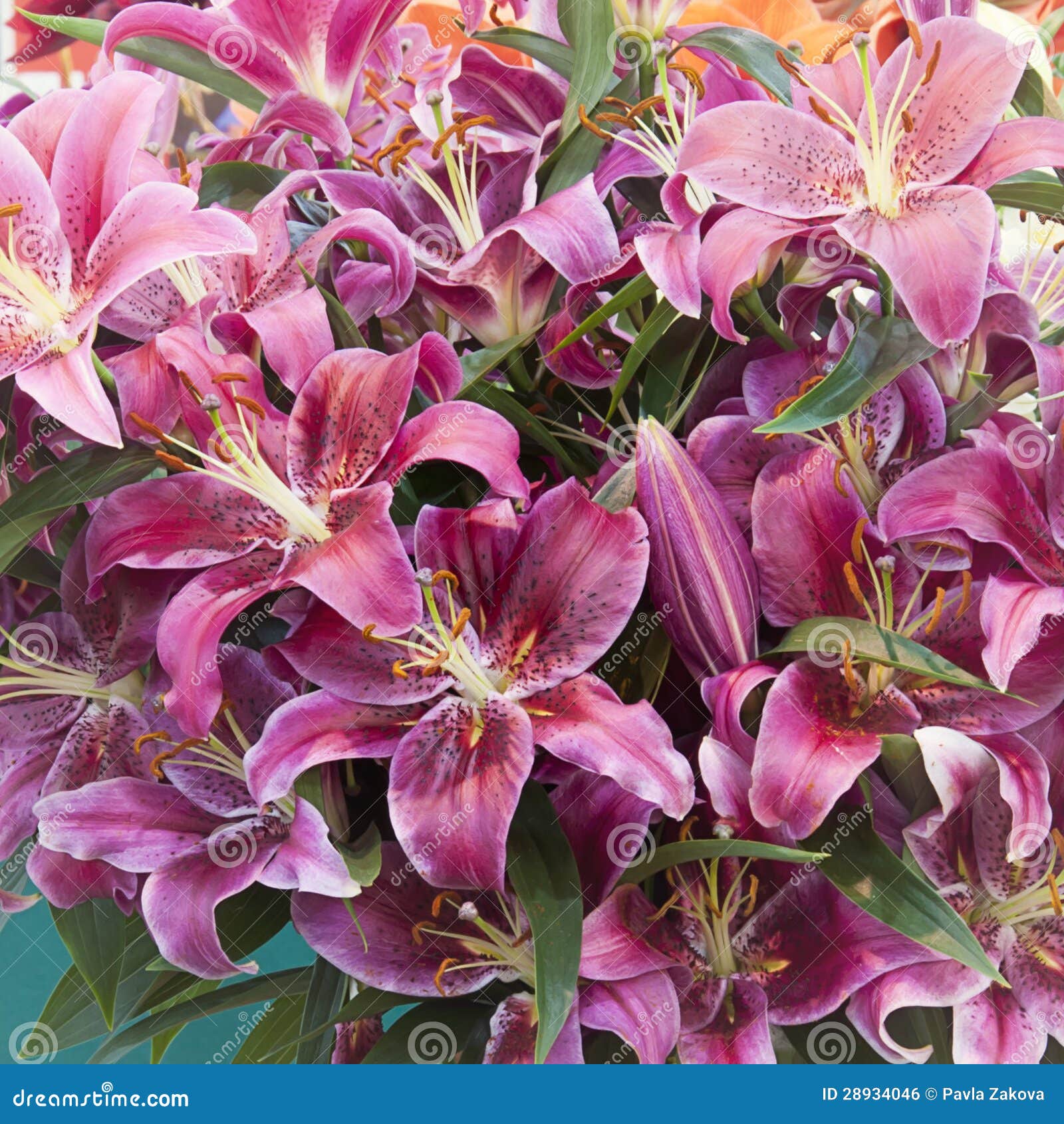 Lily flowers stock photo. Image of fresh, nature, lilli - 28934046