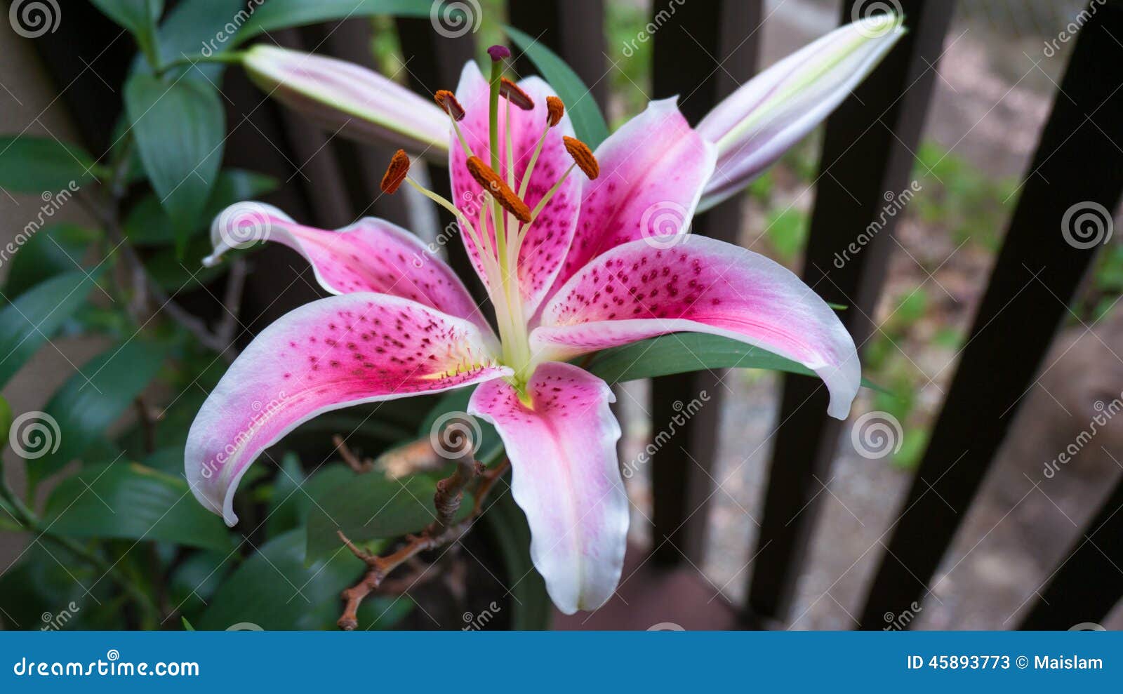 Lily flowers stock image. Image of background, freshness - 45893773