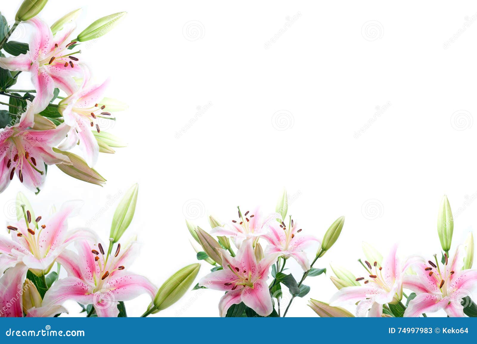 Lily Flowers Composition Frame Stock Image - Image of blank, decoration ...