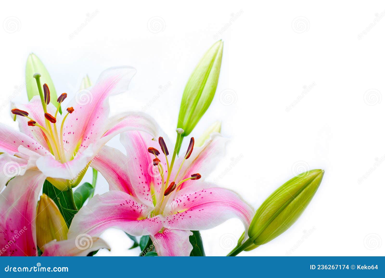 Lily flowers corner frame stock photo. Image of blank - 236267174