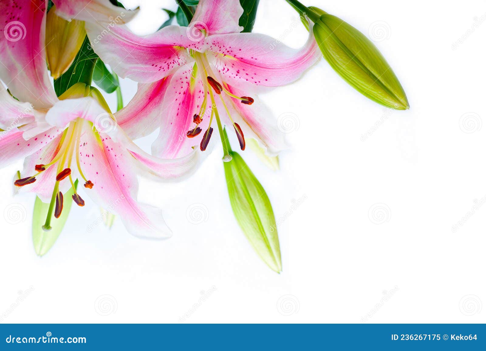 Lily flowers corner frame stock image. Image of bouquet - 236267175