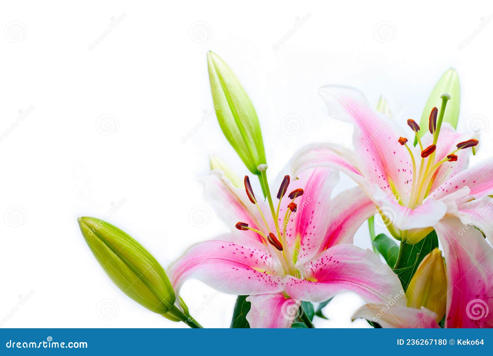 Lily flowers corner frame stock photo. Image of arrangement - 236267180