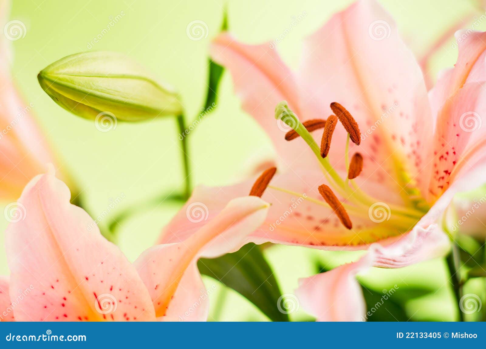 Lily flowers detail stock image. Image of color, anther - 22133405