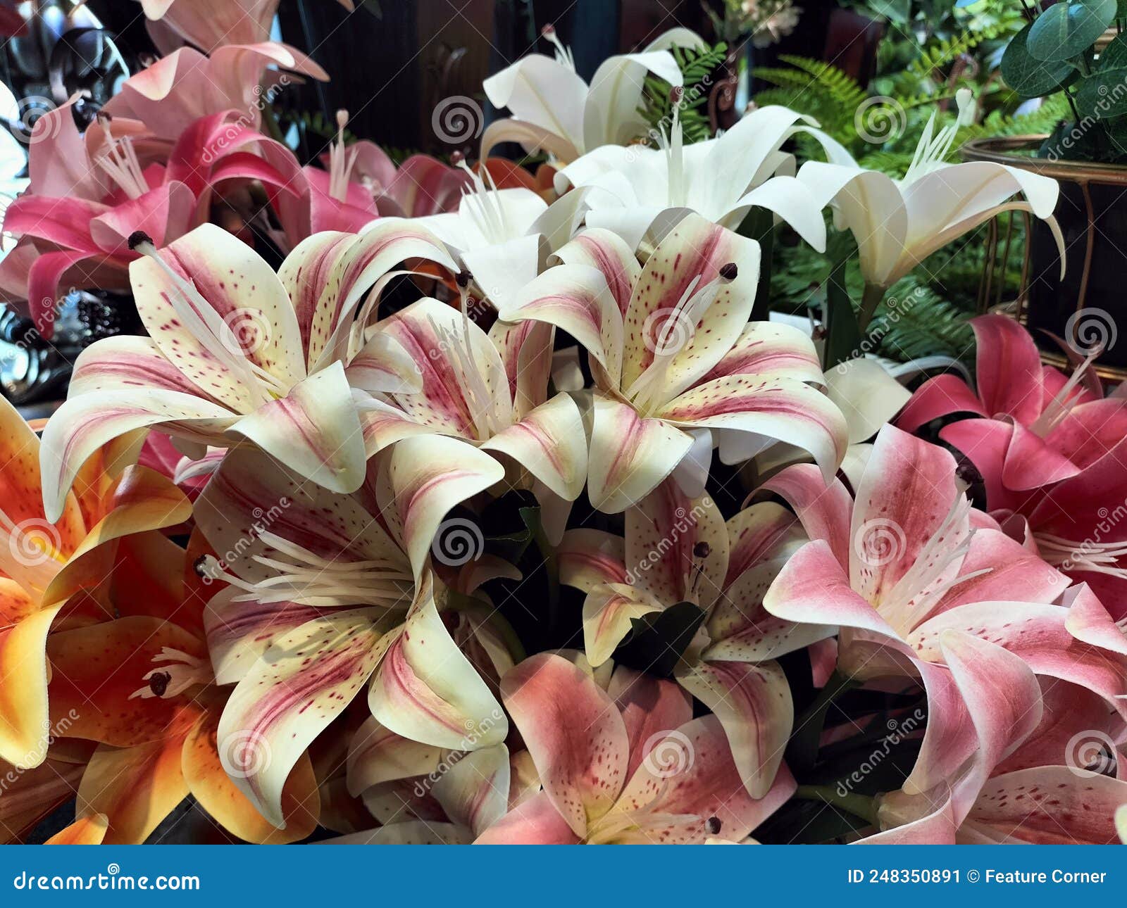 Lily Flowers of Different Colors Stock Image - Image of purple, plant ...