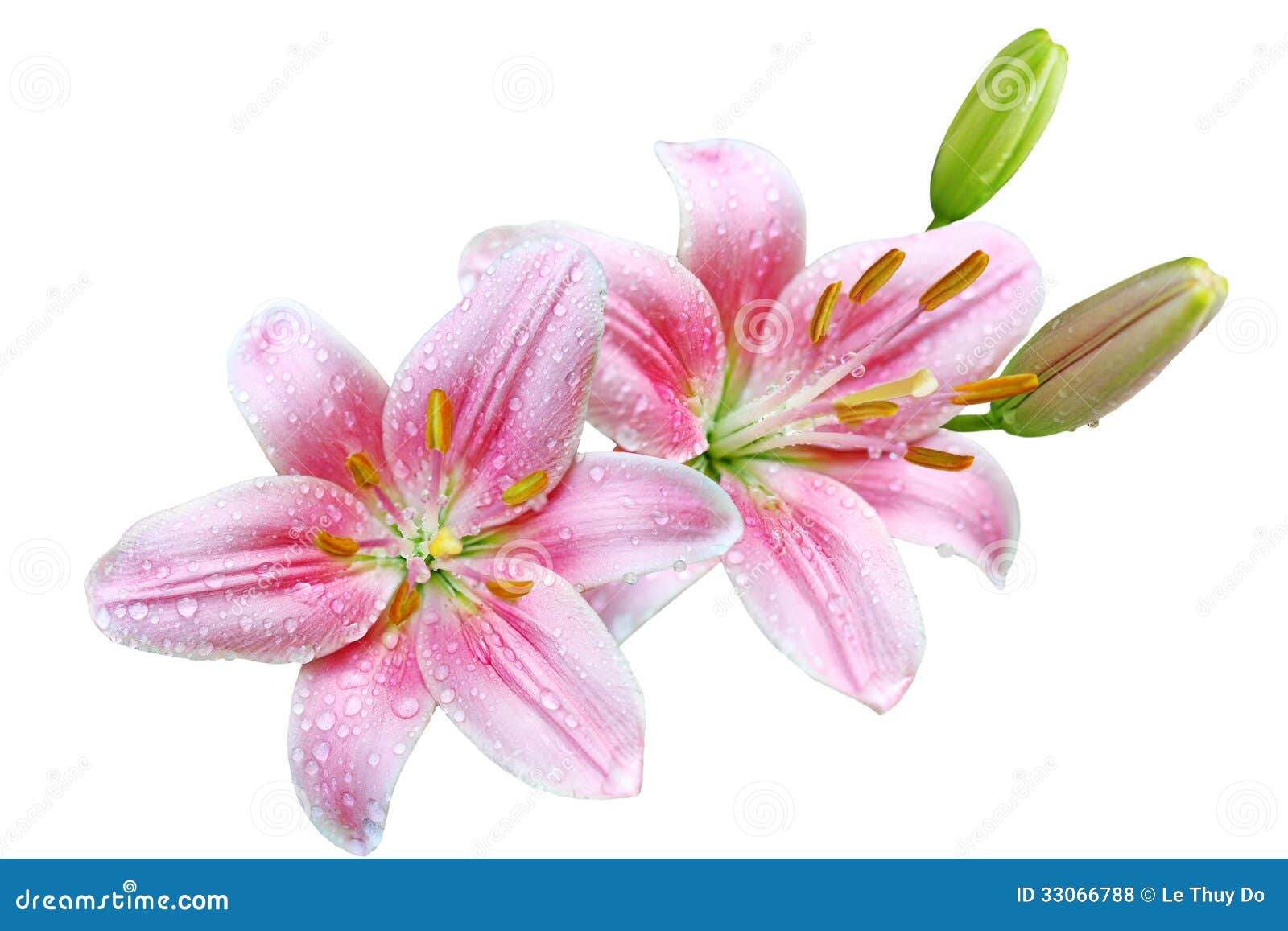 Lily Flowers rosada foto de archivo. Imagen de flor, travieso - 33066788