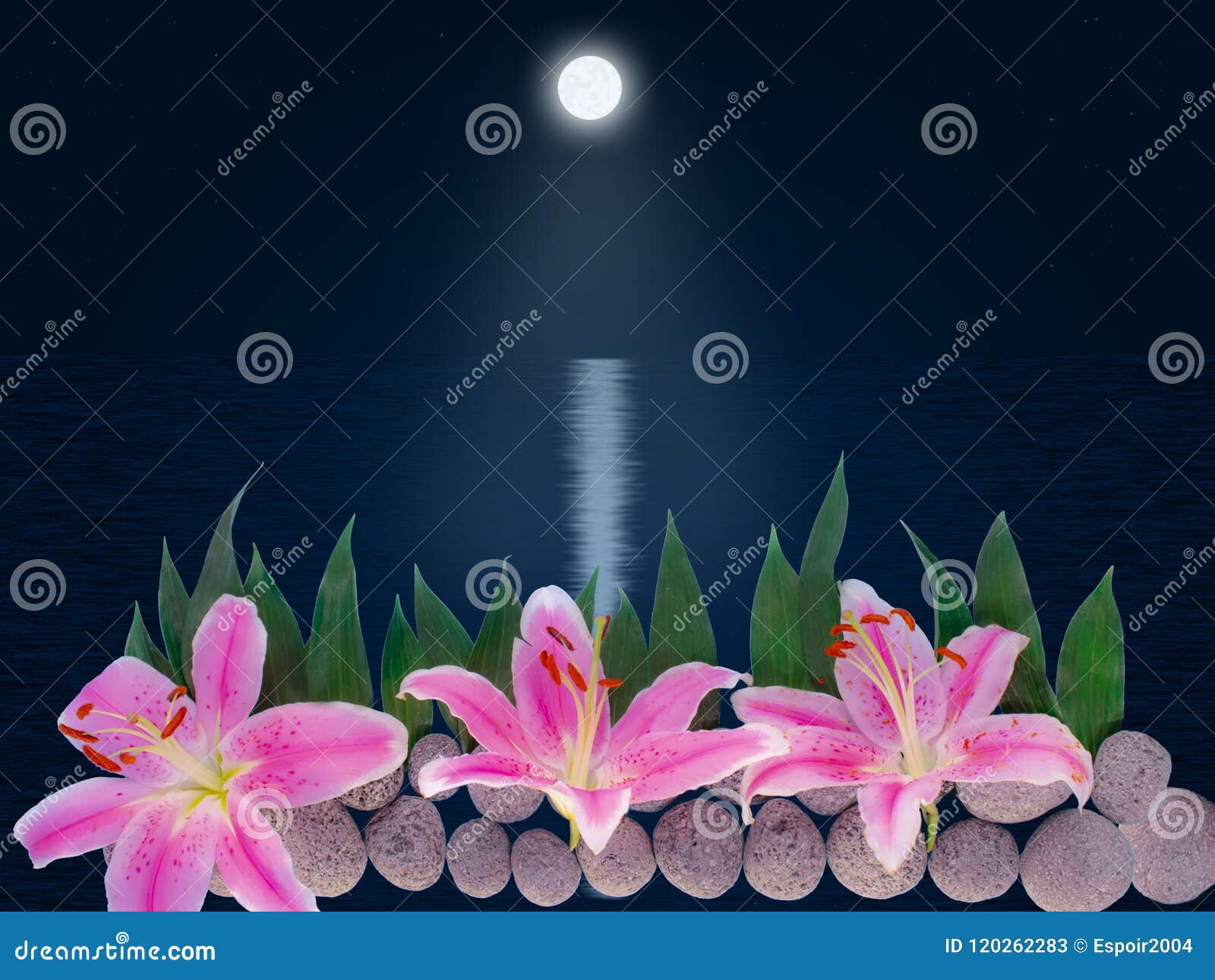 Lily Flowers on Stones Under the Moonlight Stock Image - Image of color ...