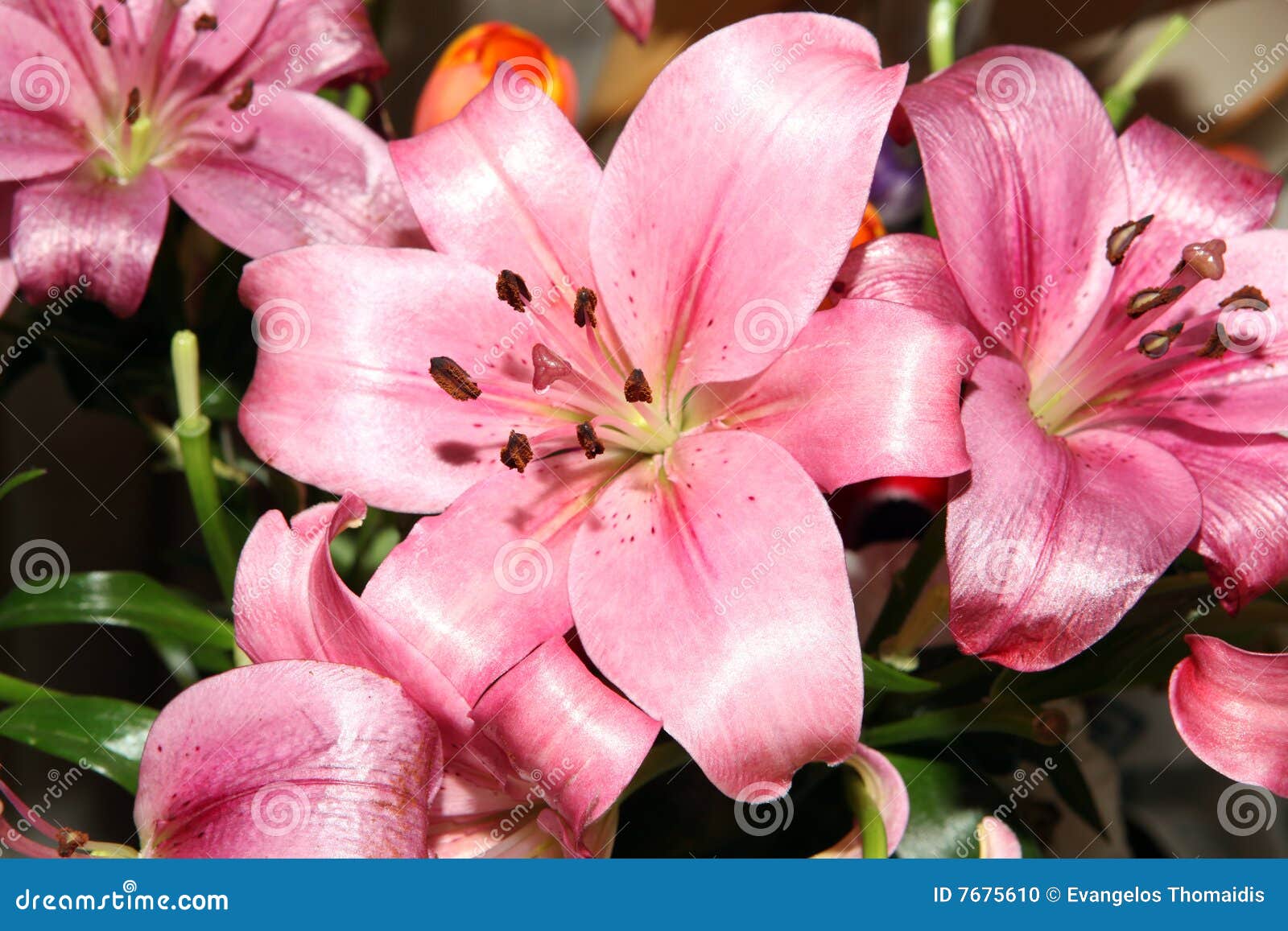 Lily flowers texture stock photo. Image of flora, closeup - 7675610