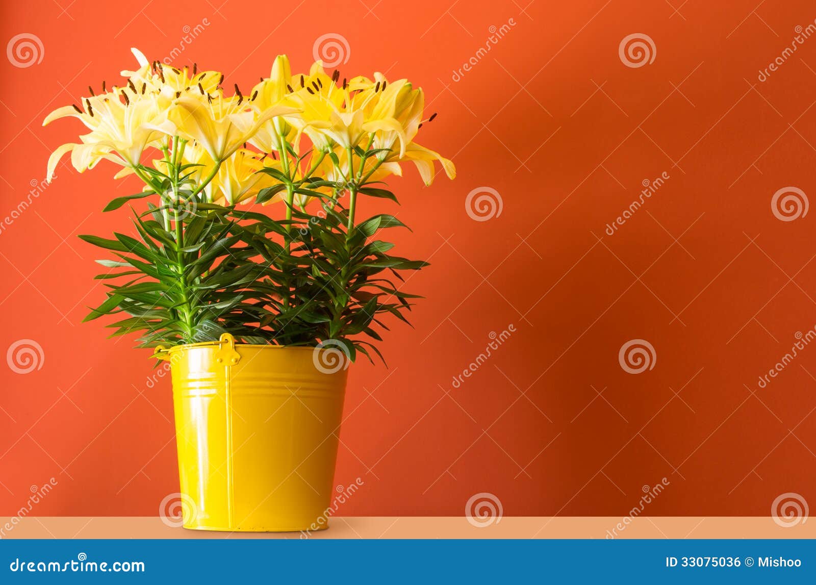 Lily flowers stock photo. Image of flower, fresh, natural - 33075036