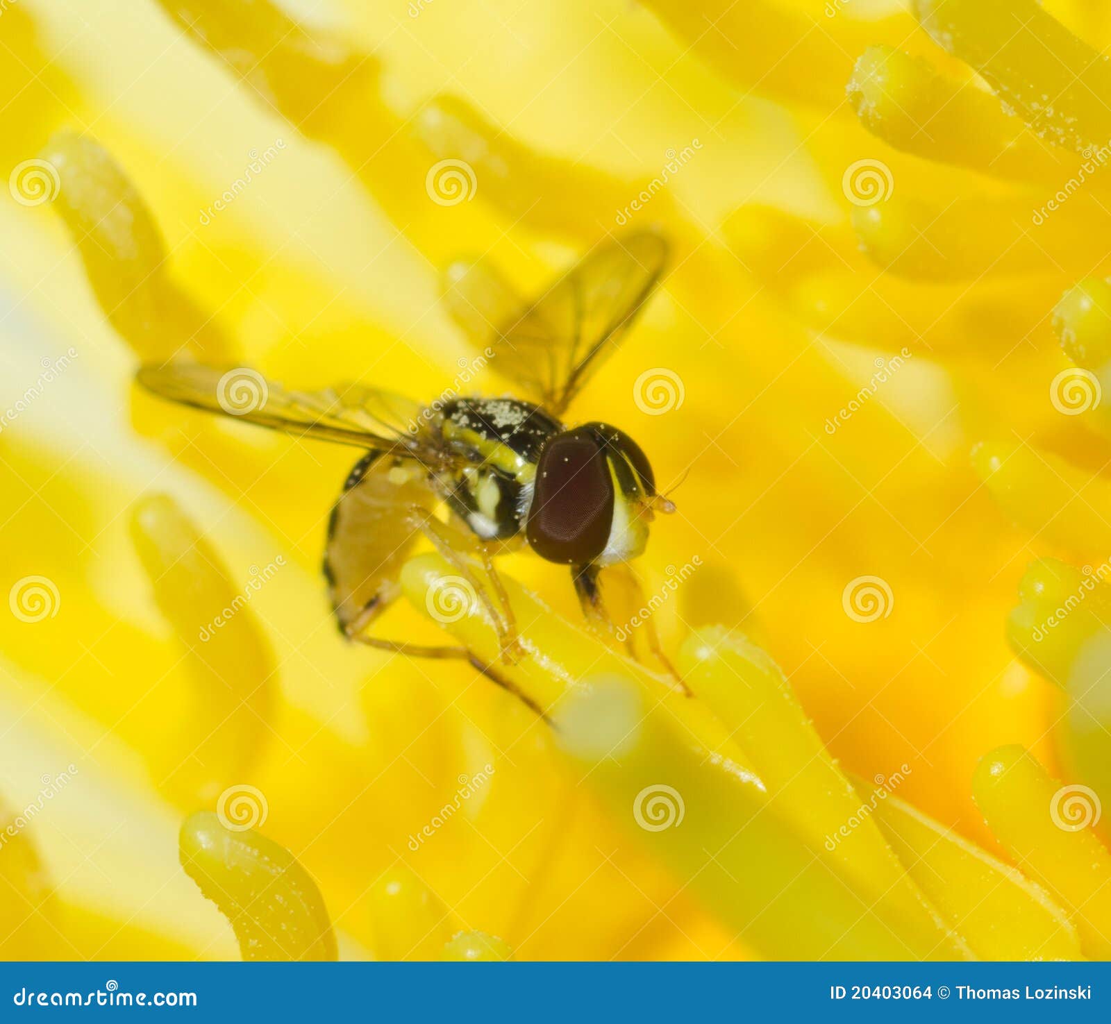 Lily fly stock photo. Image of macro, little, biology - 20403064
