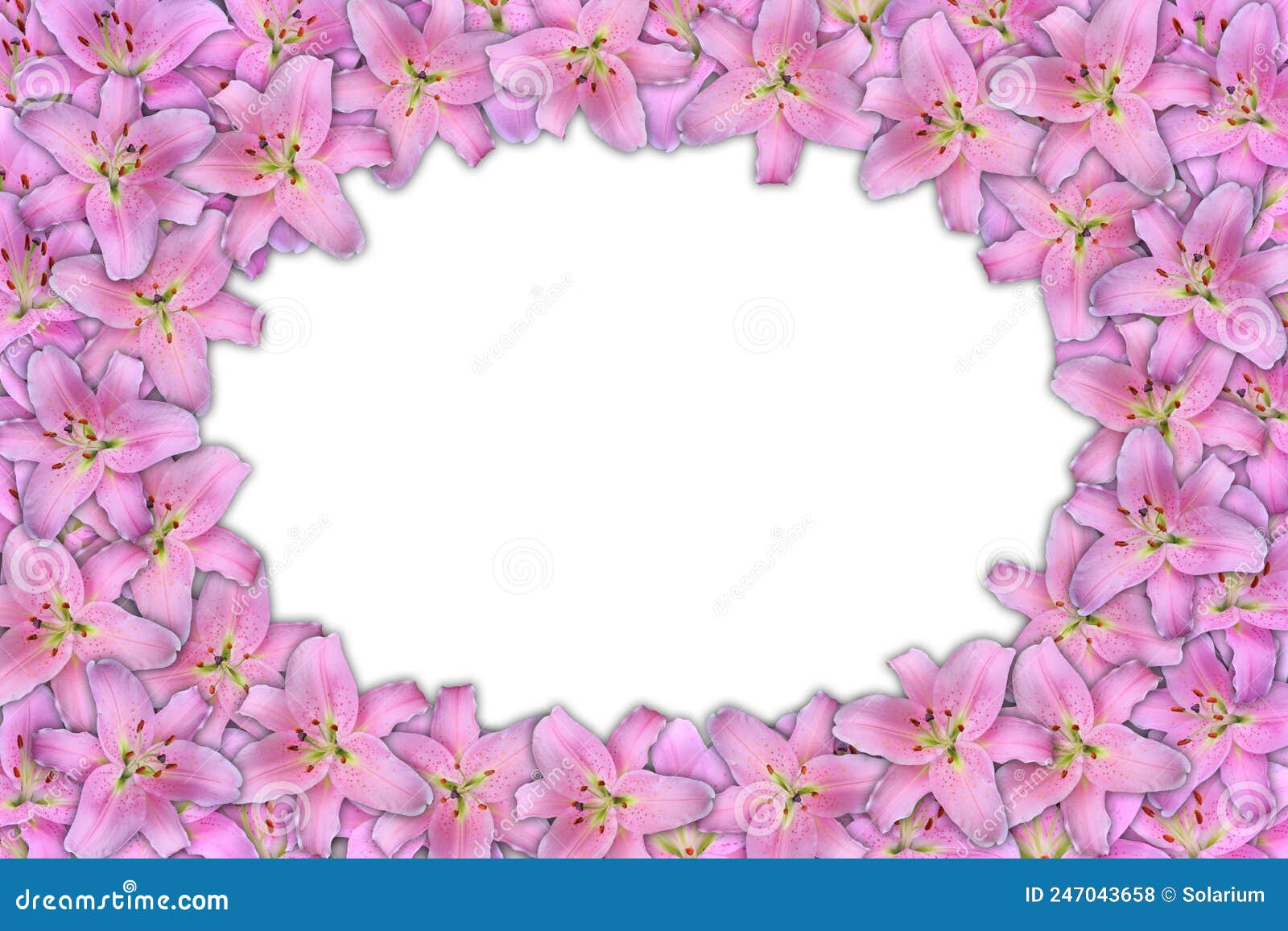 Lily frame stock photo. Image of blossom, bloom, decorative - 247043658