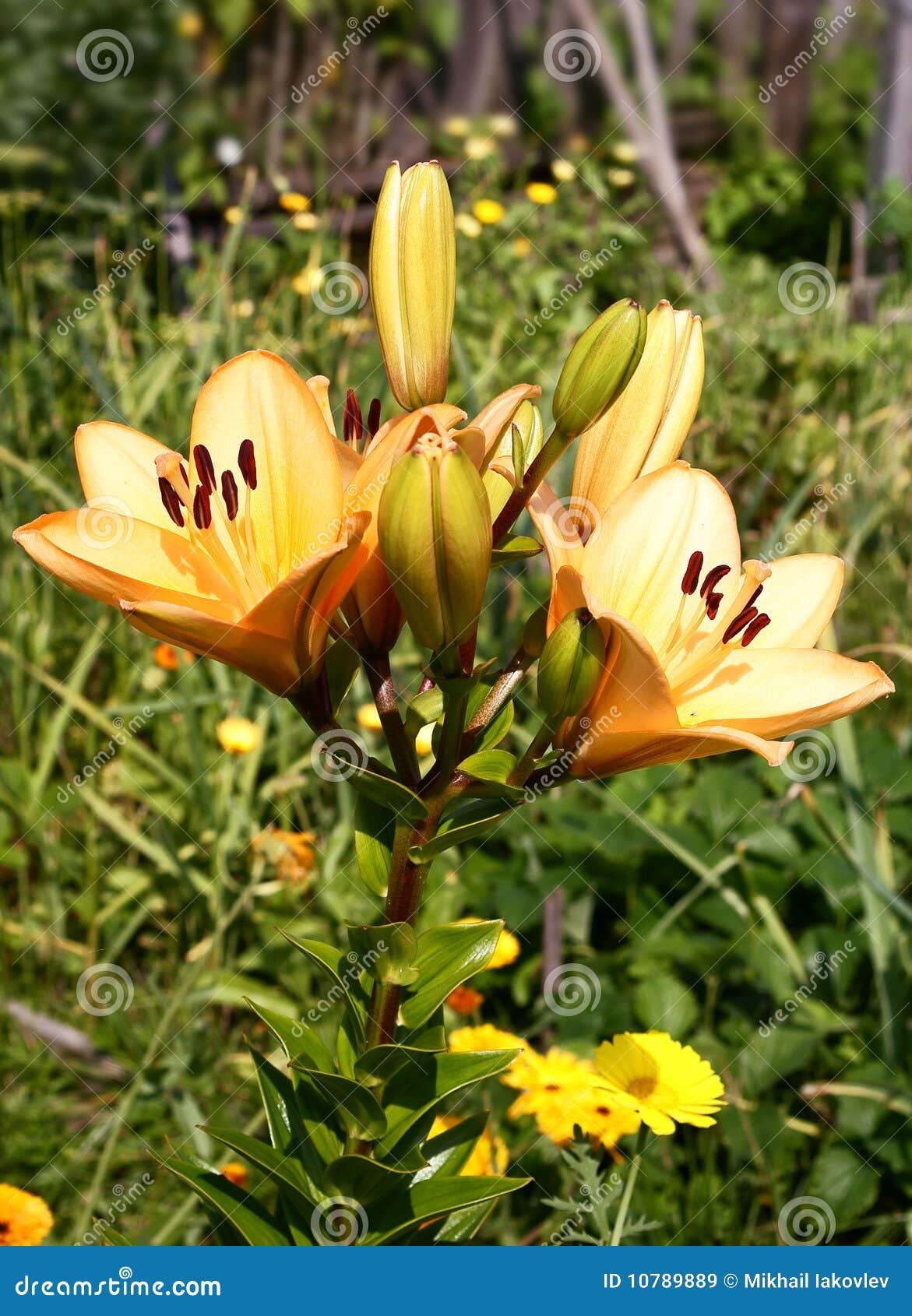 Lily garden stock image. Image of summer, lily, grass - 10789889