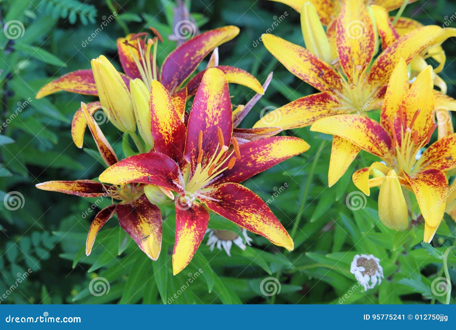 Lily Graffiti grouping stock image. Image of graffiti - 95775241