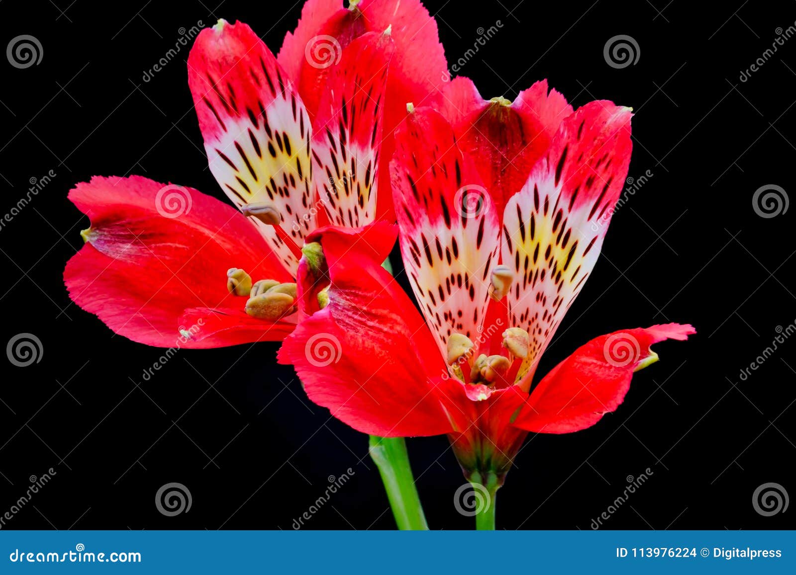 Lily of the Incas stock photo. Image of incas, blossom - 113976224