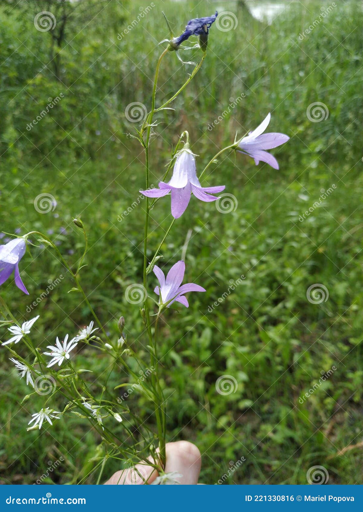 Lily in June Field stock photo. Image of petal, lawn - 221330816