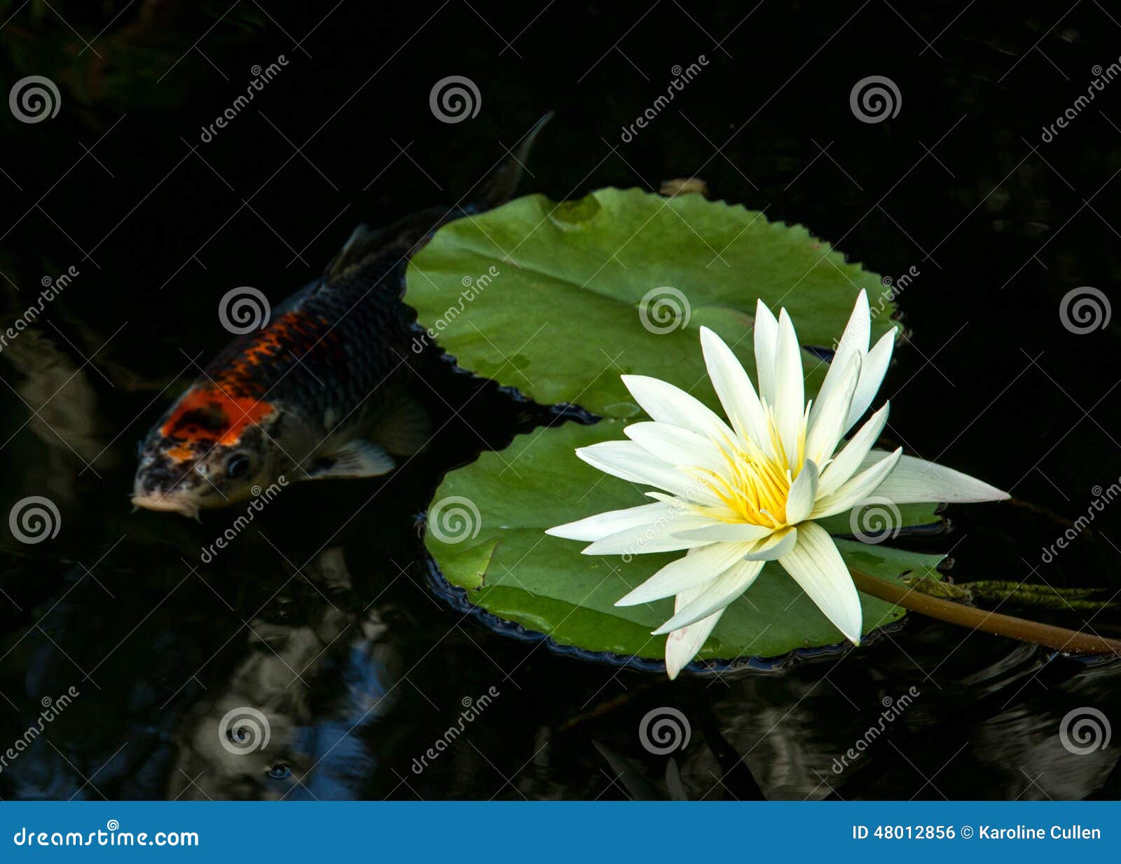 Lily and Koi Fish stock photo. Image of tropical, nature - 48012856