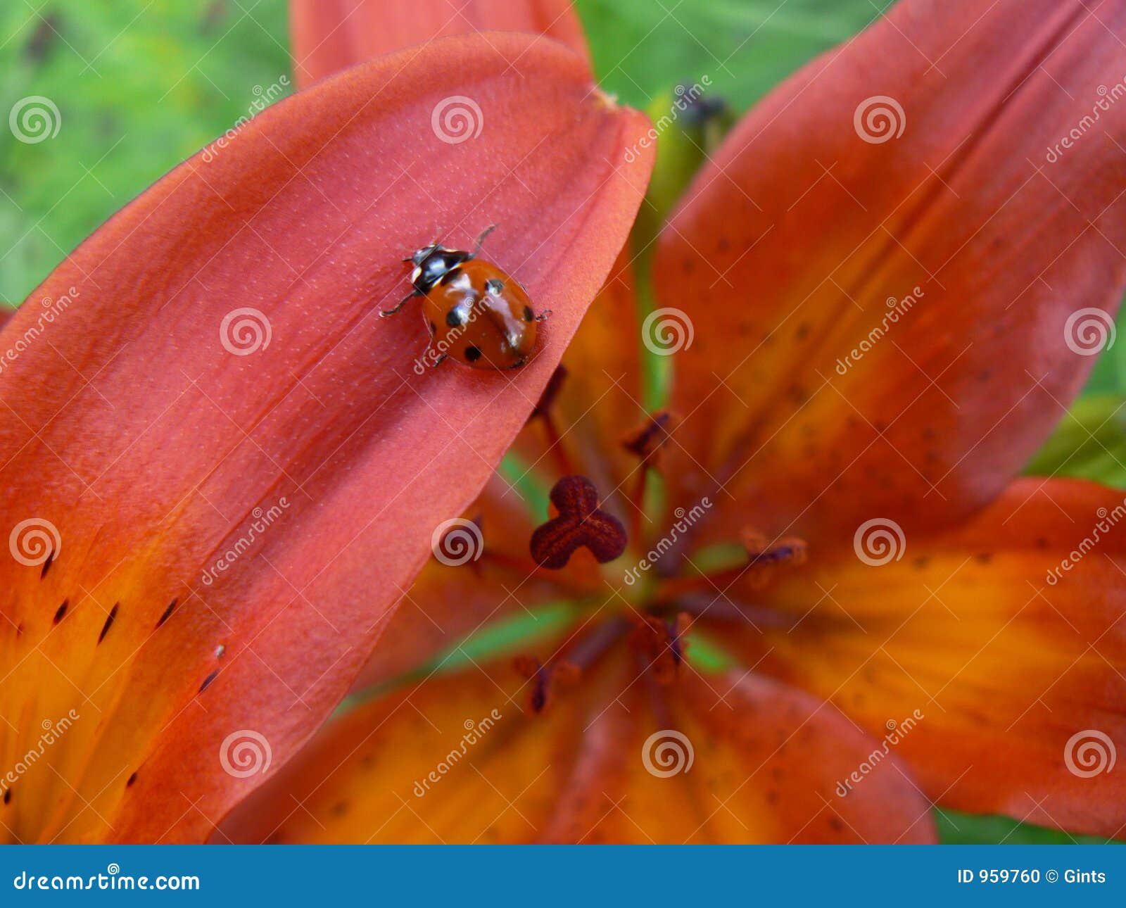 Lily and ladybird stock photo. Image of flower, florist - 959760