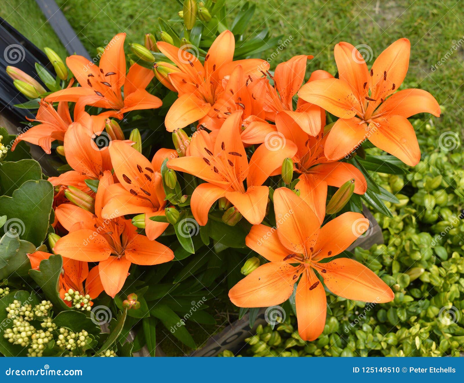 Lilium Orange Pixie Flowers Stock Photo - Image of carpel, anther ...