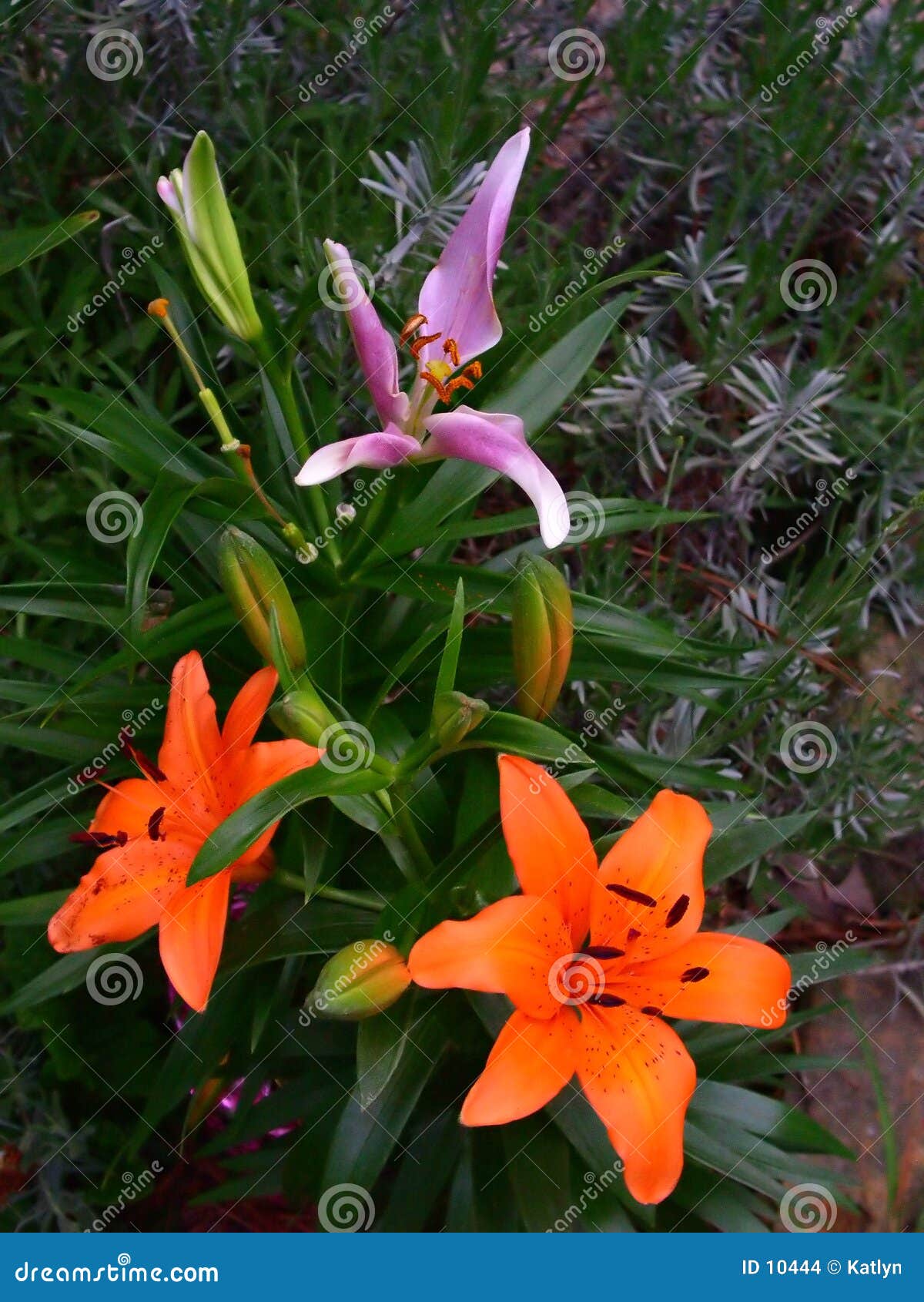 Lily & Lavender Flowers Stock Photo - Image of lily, pink: 10444