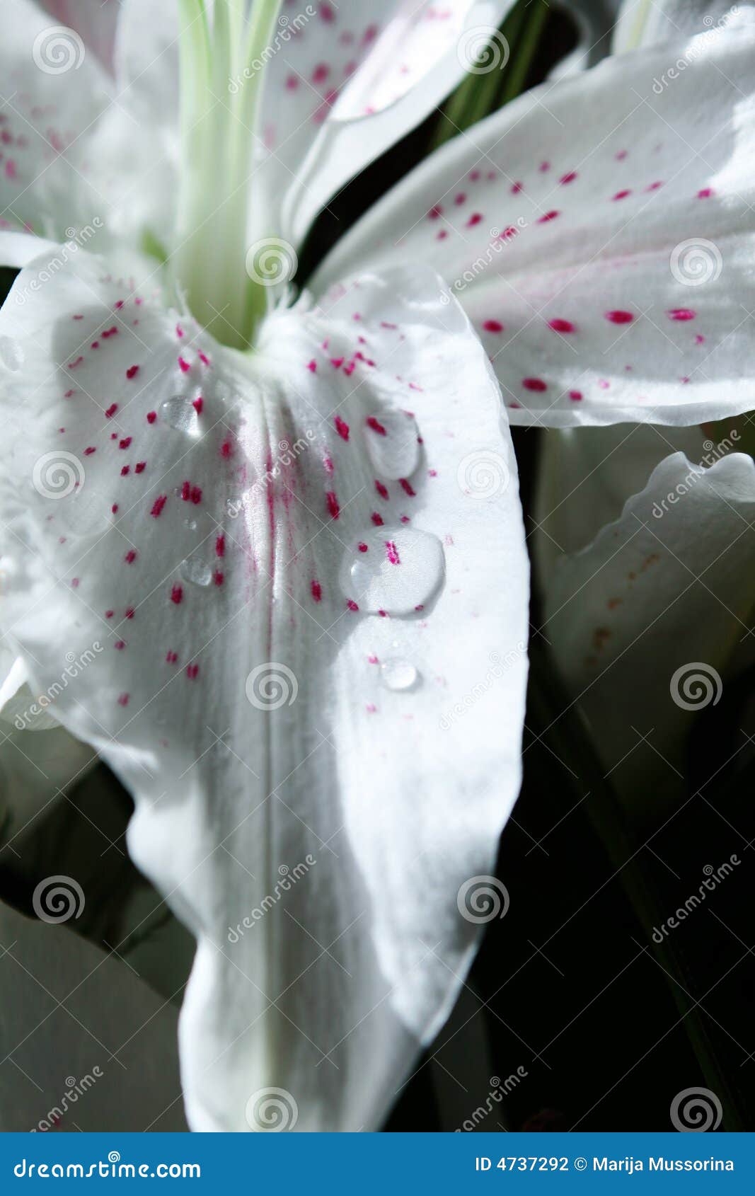 Lily Leaf with Drop of Water Stock Photo - Image of happiness, life ...