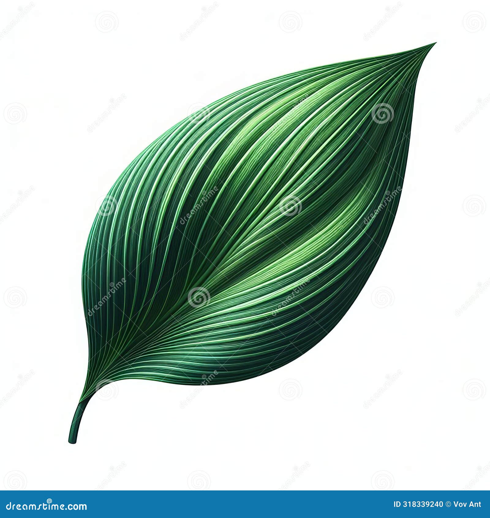Lily Leaf Long and Lance Shaped with a Pointed Tip and Parall Stock ...