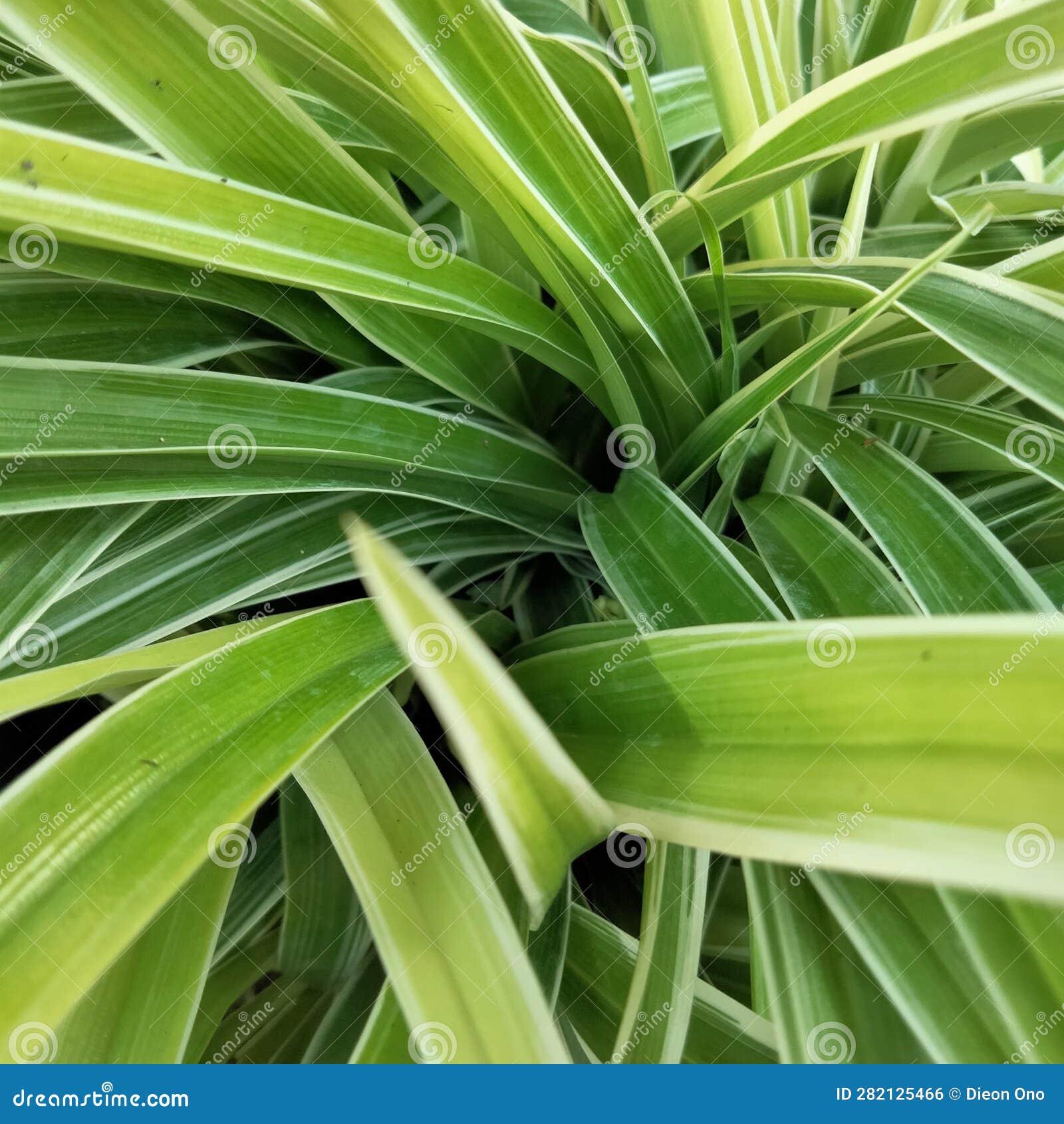 Lily Leaves, Theme Texture and Wallpaper Stock Photo - Image of food ...