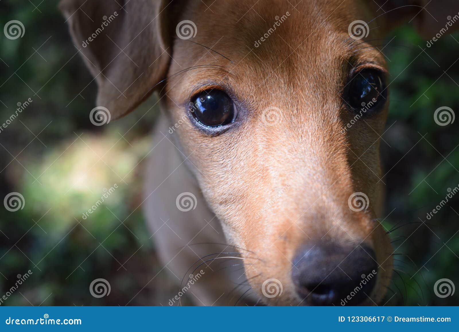 Lily stock image. Image of nature, lily, animal, precious - 123306617