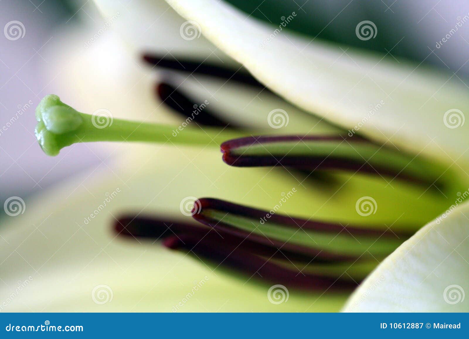Lily macro stock image. Image of nature, flora, closeup - 10612887