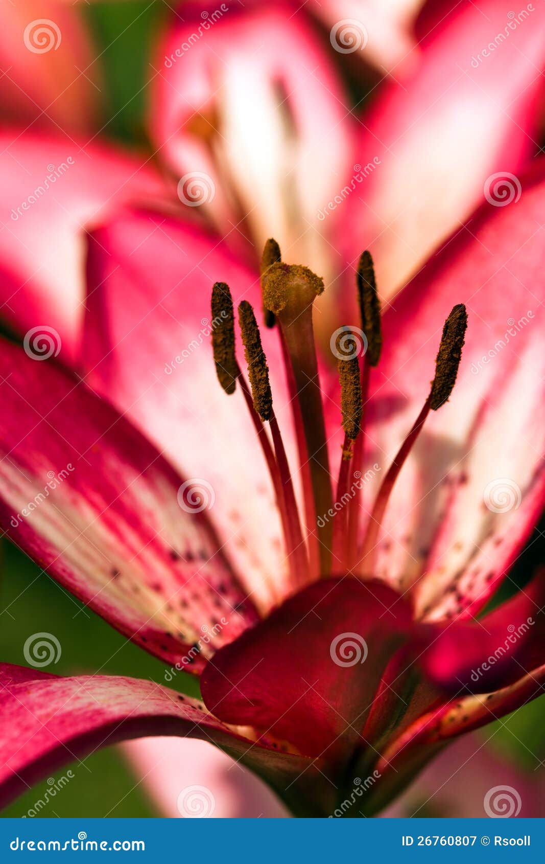 Lily (macro) stock image. Image of beauty, freshness - 26760807
