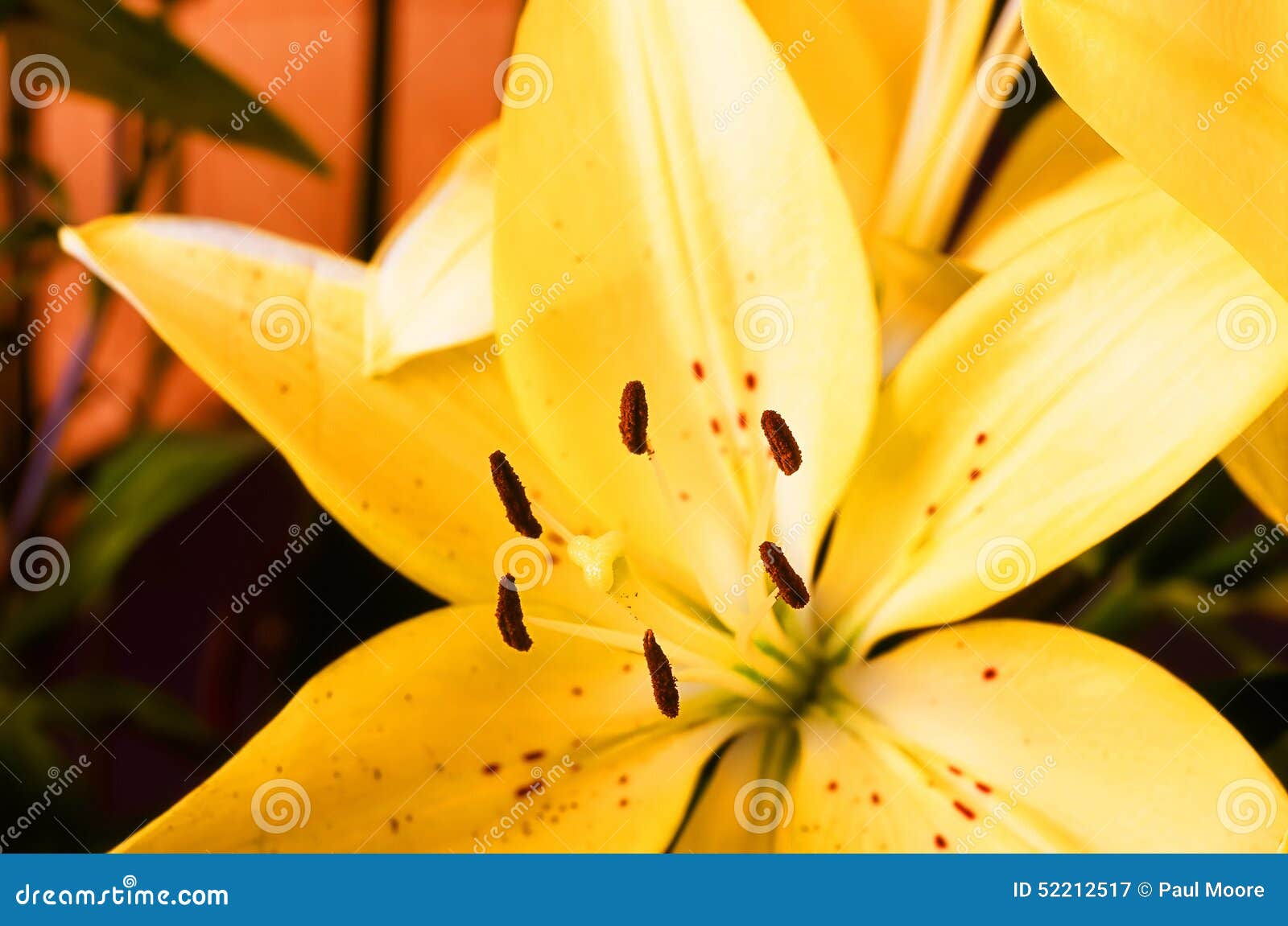 Lily Macro stock image. Image of black, beautiful, romance - 52212517