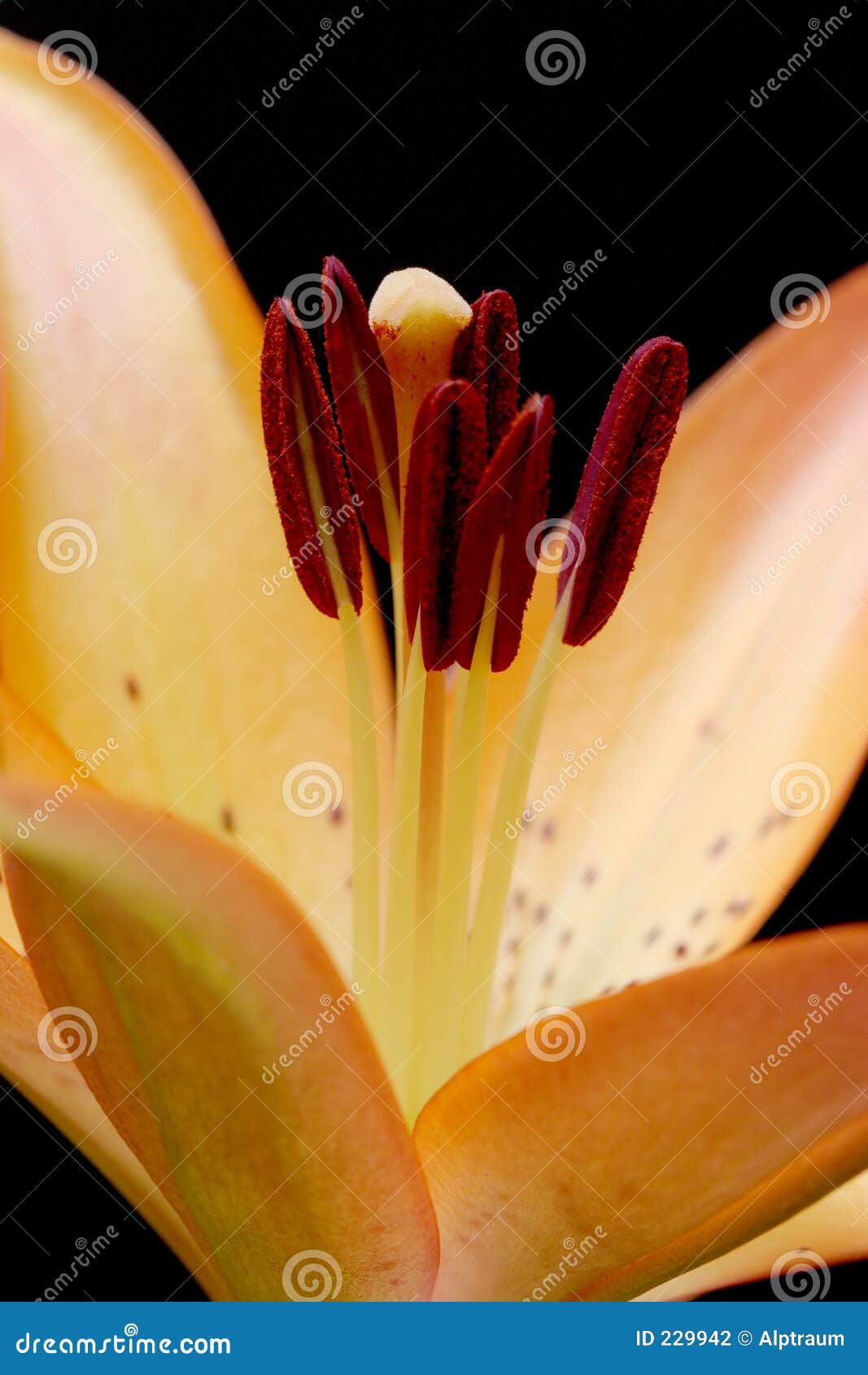 Lily macro over black stock photo. Image of garden, nature - 229942