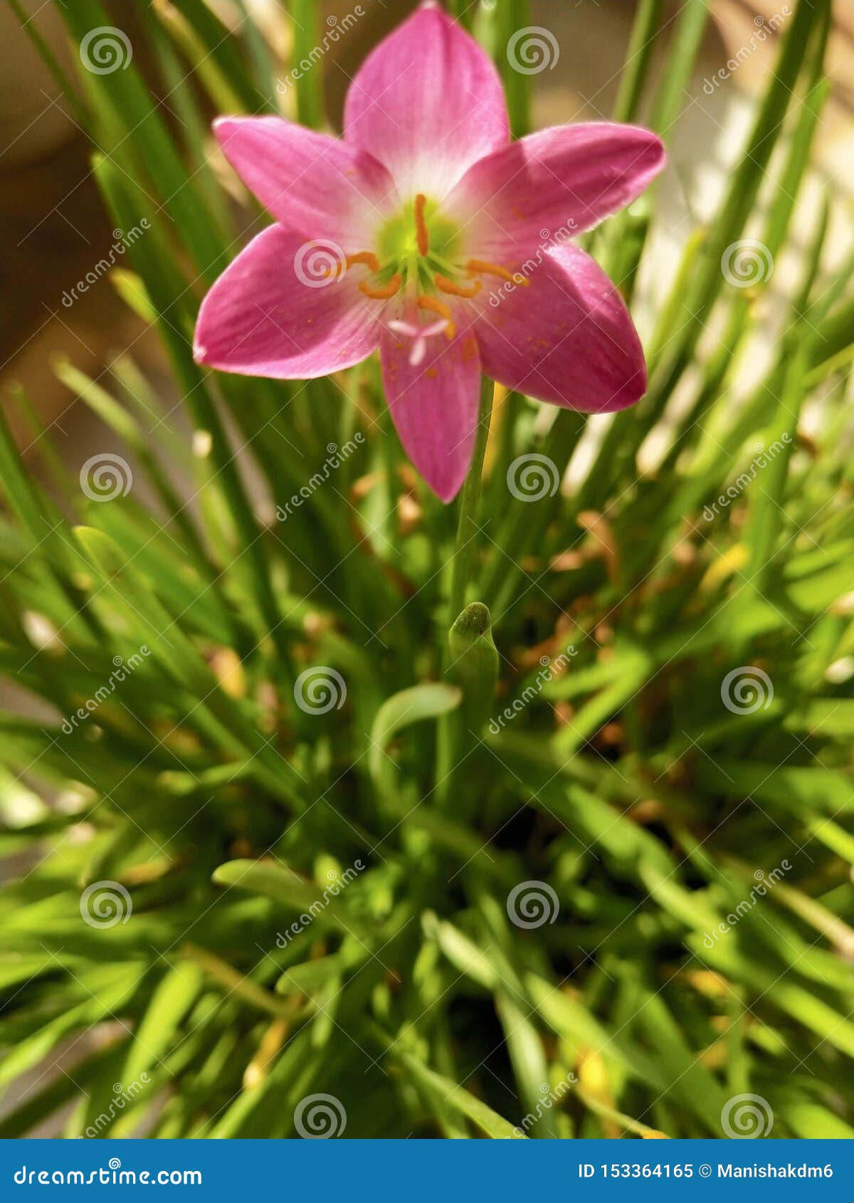 Lily monsoon flower stock image. Image of lily, beautiful - 153364165
