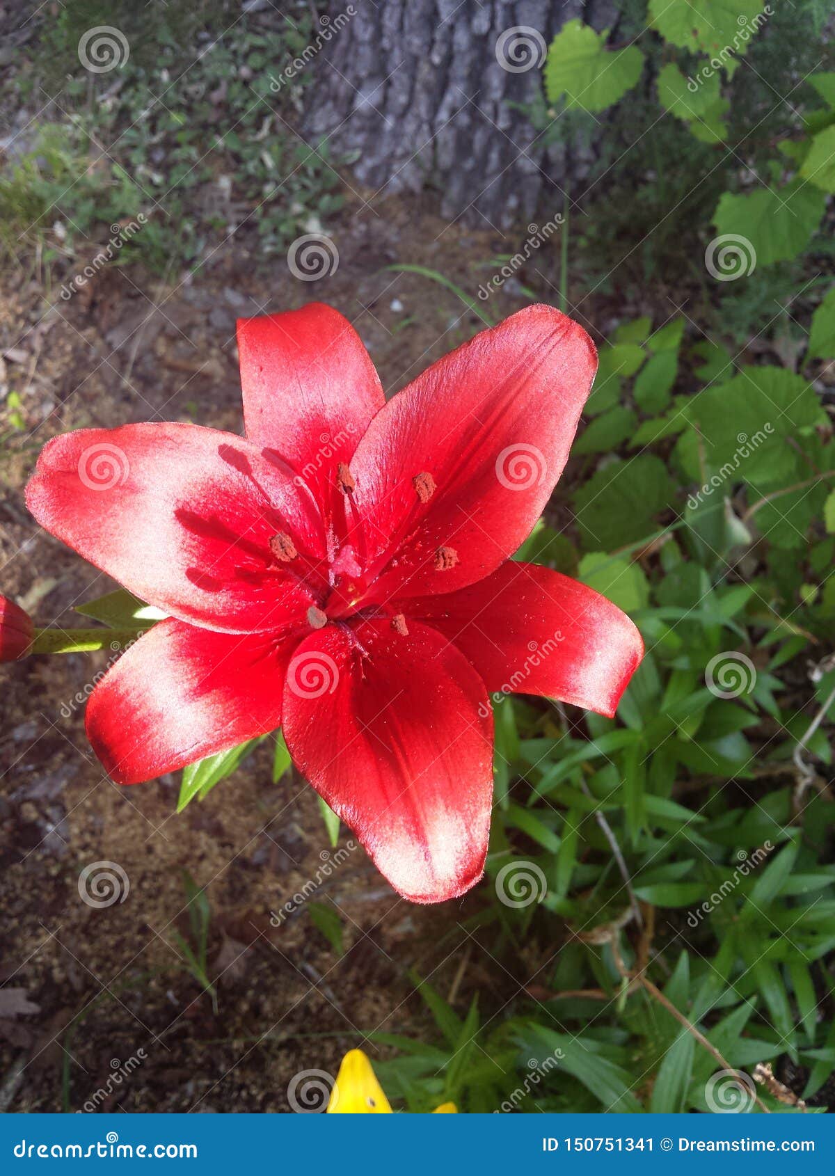 Lily of morning stock image. Image of passion, lily - 150751341