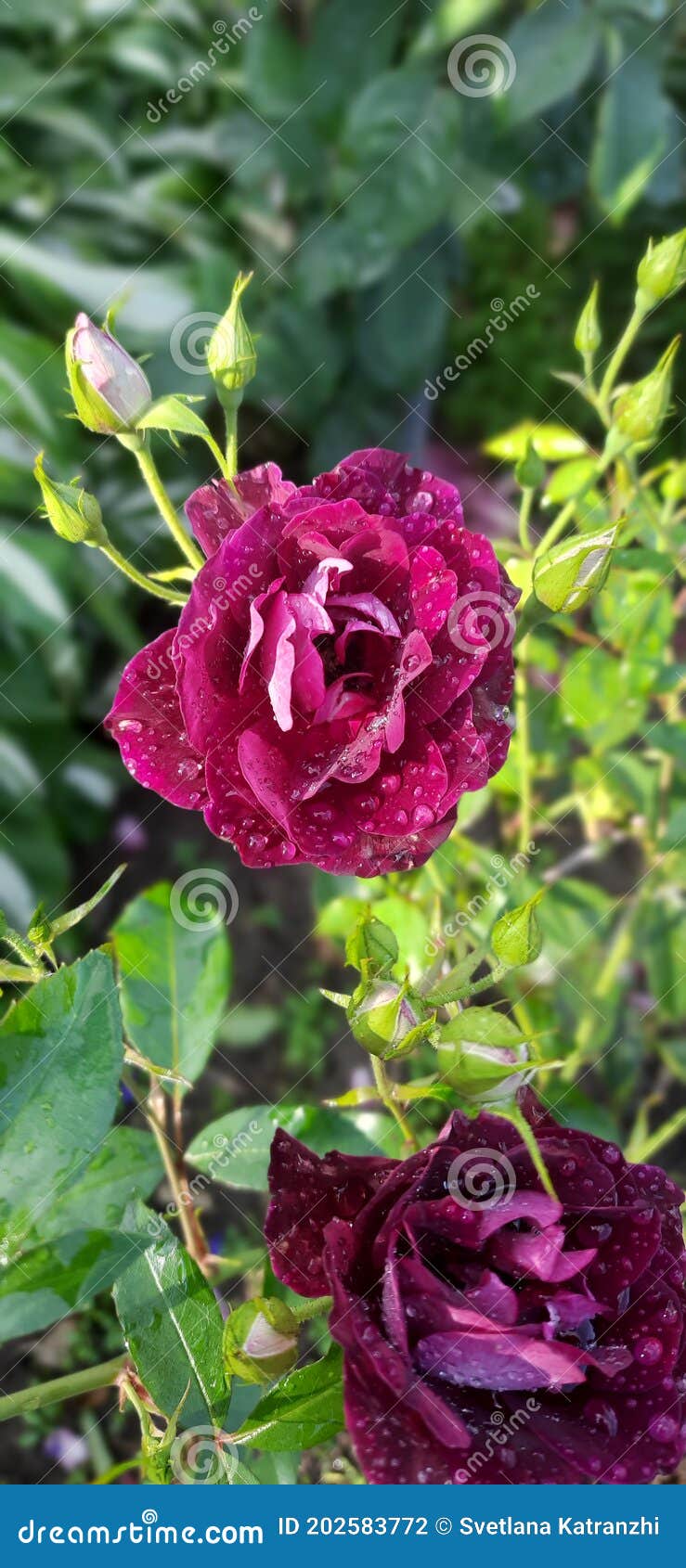 Lily is the Most Beautiful Flower, Stock Photo - Image of beautiful ...