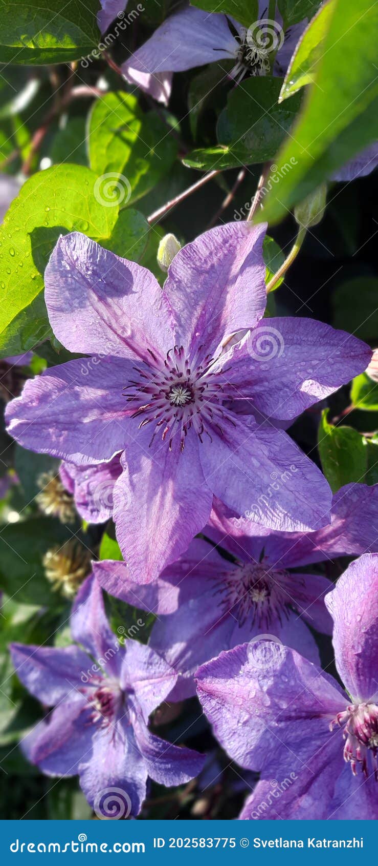 Lily is the Most Beautiful Flower, Stock Image - Image of purple, pink ...