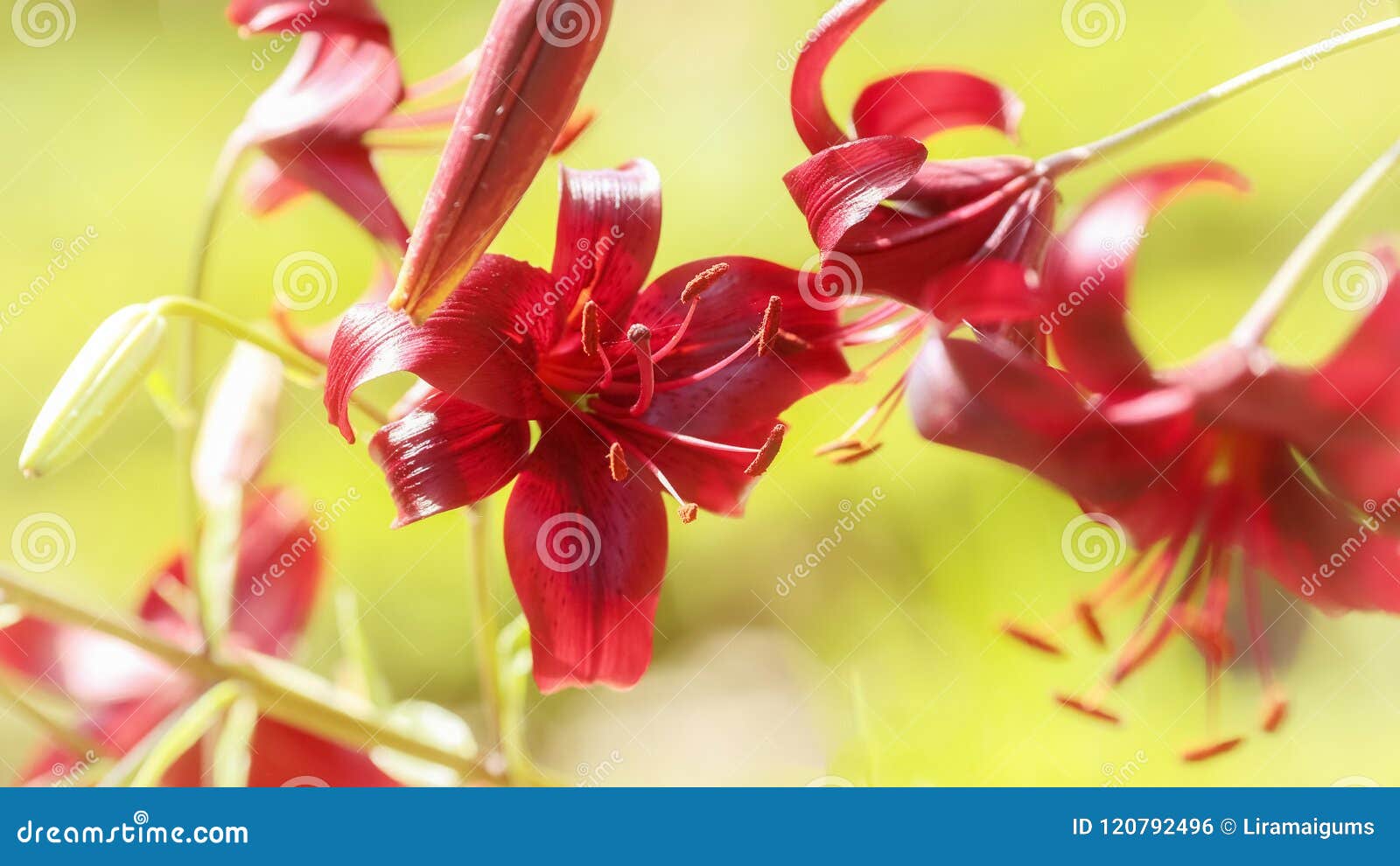 Lily Night Flyer foto de archivo. Imagen de parque, fondo - 120792496