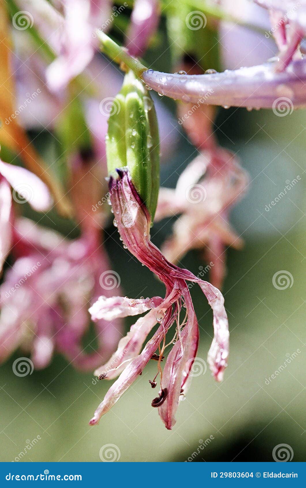 Withering Lily of the Nile - Macro Stock Photo - Image of death ...