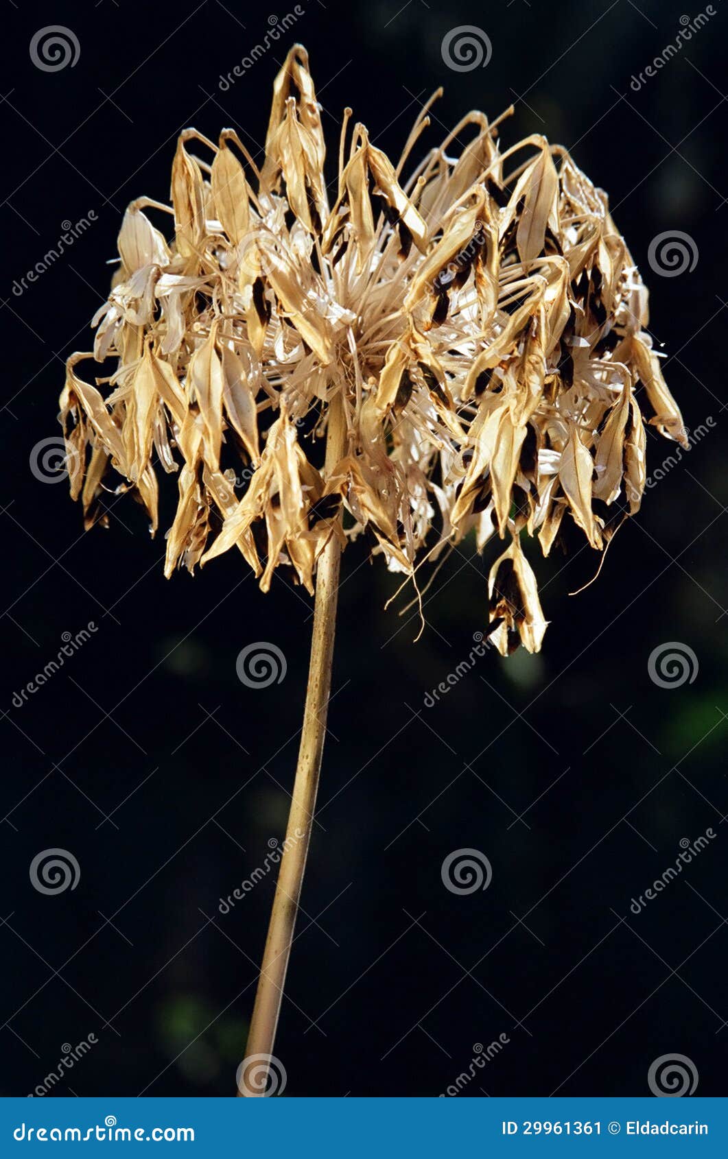 Withered Lily of the Nile stock image. Image of fragility - 29961361